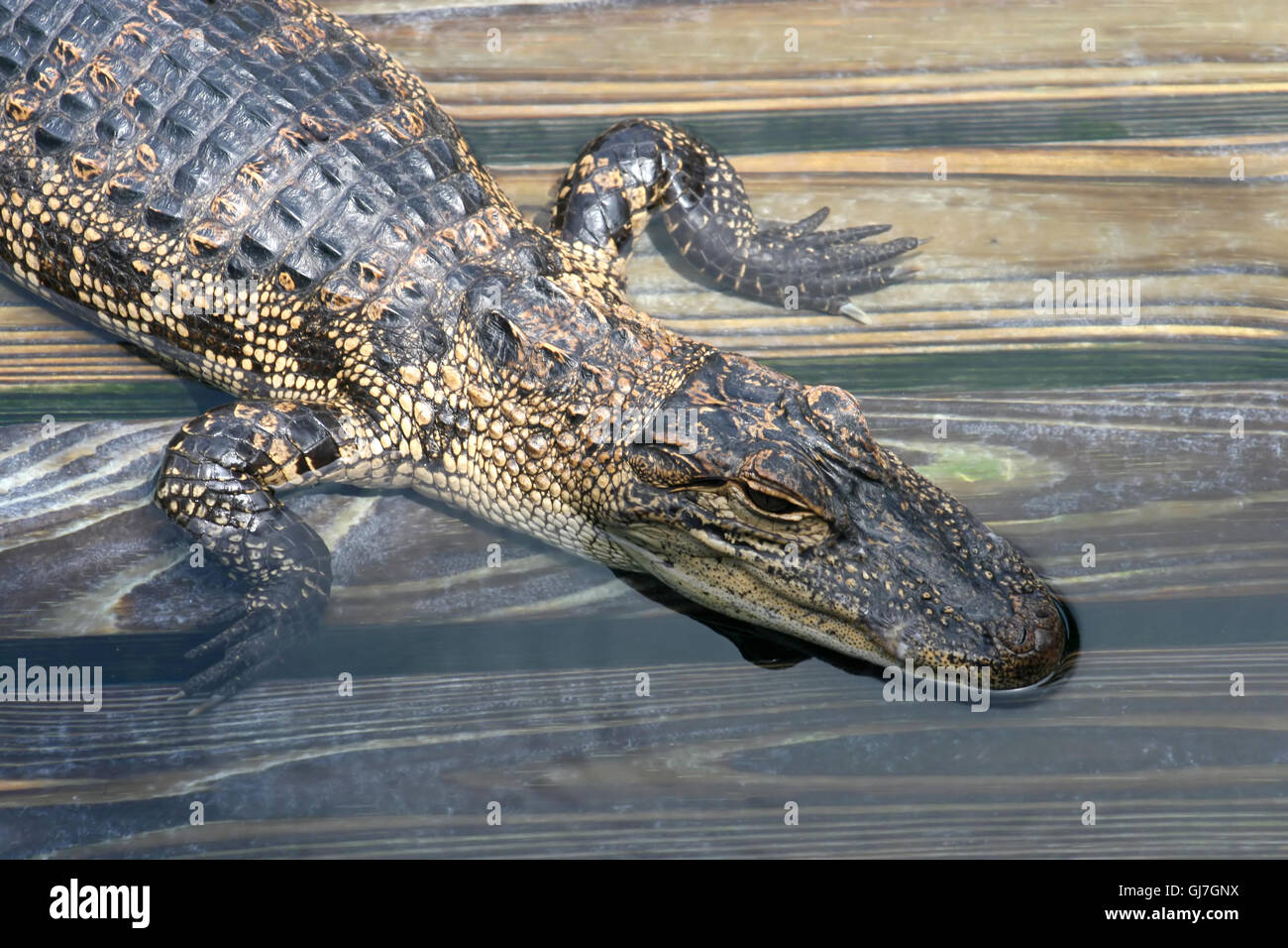 A close-up of an alligator laying on wood in water Stock Photo - Alamy