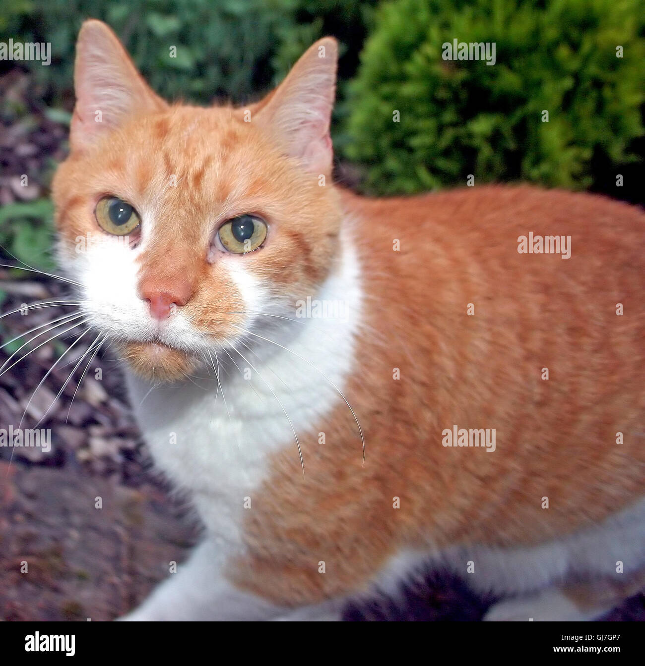A cat outside looking straight at camera Stock Photo - Alamy