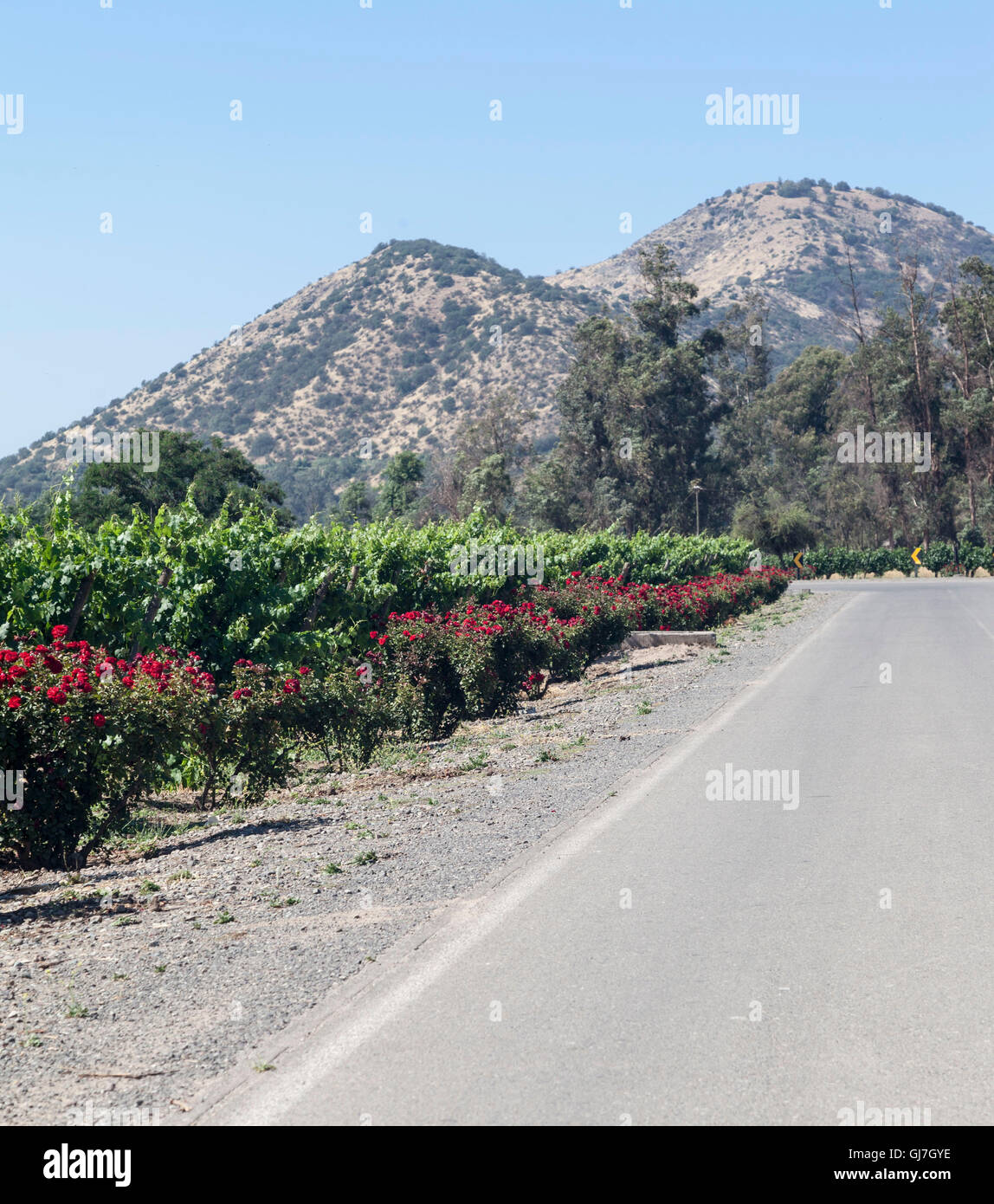 Winery andes mountain mountains hi-res stock photography and images - Alamy