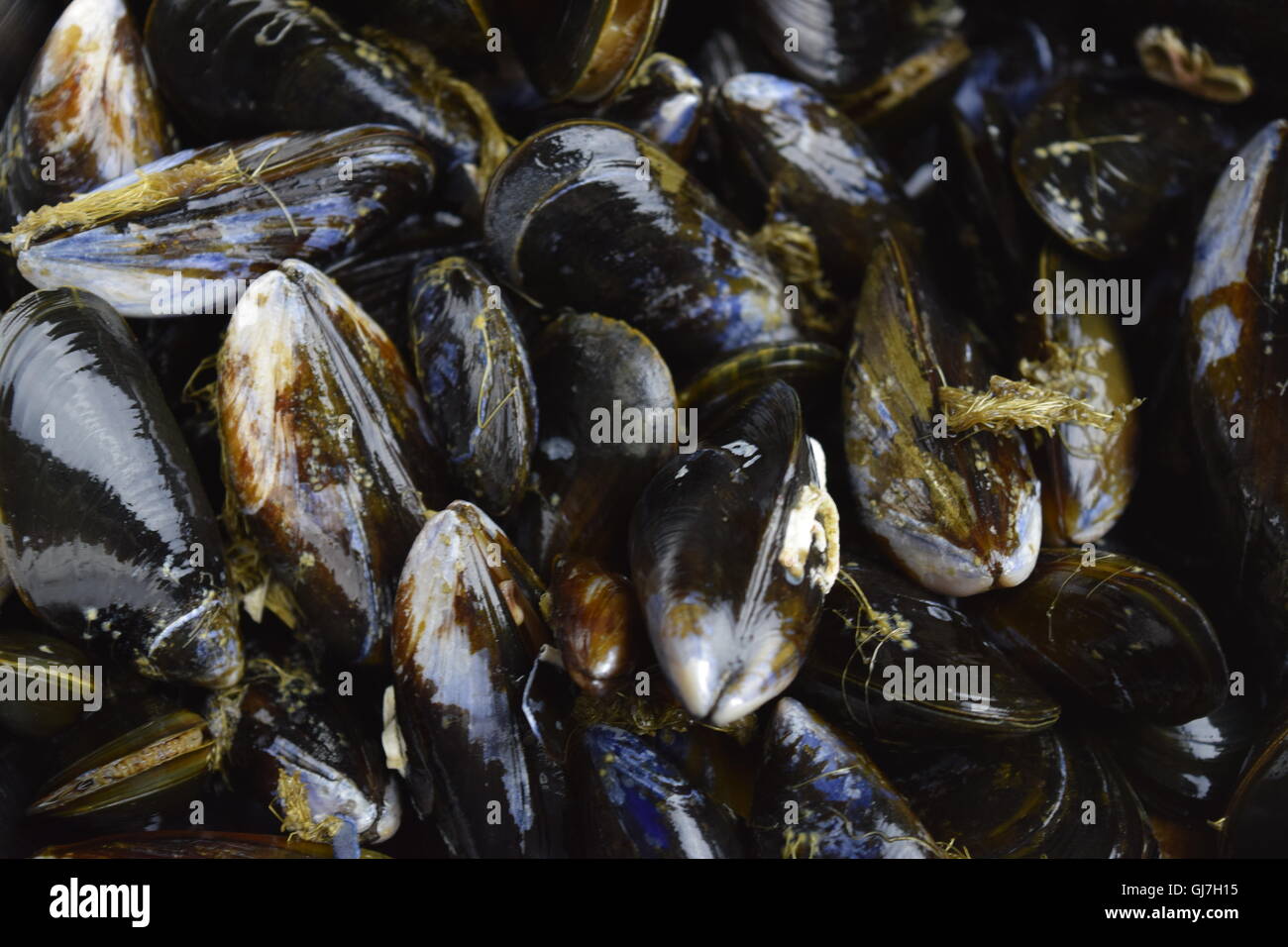 French Fresh Mussels Close-up Stock Photo - Alamy