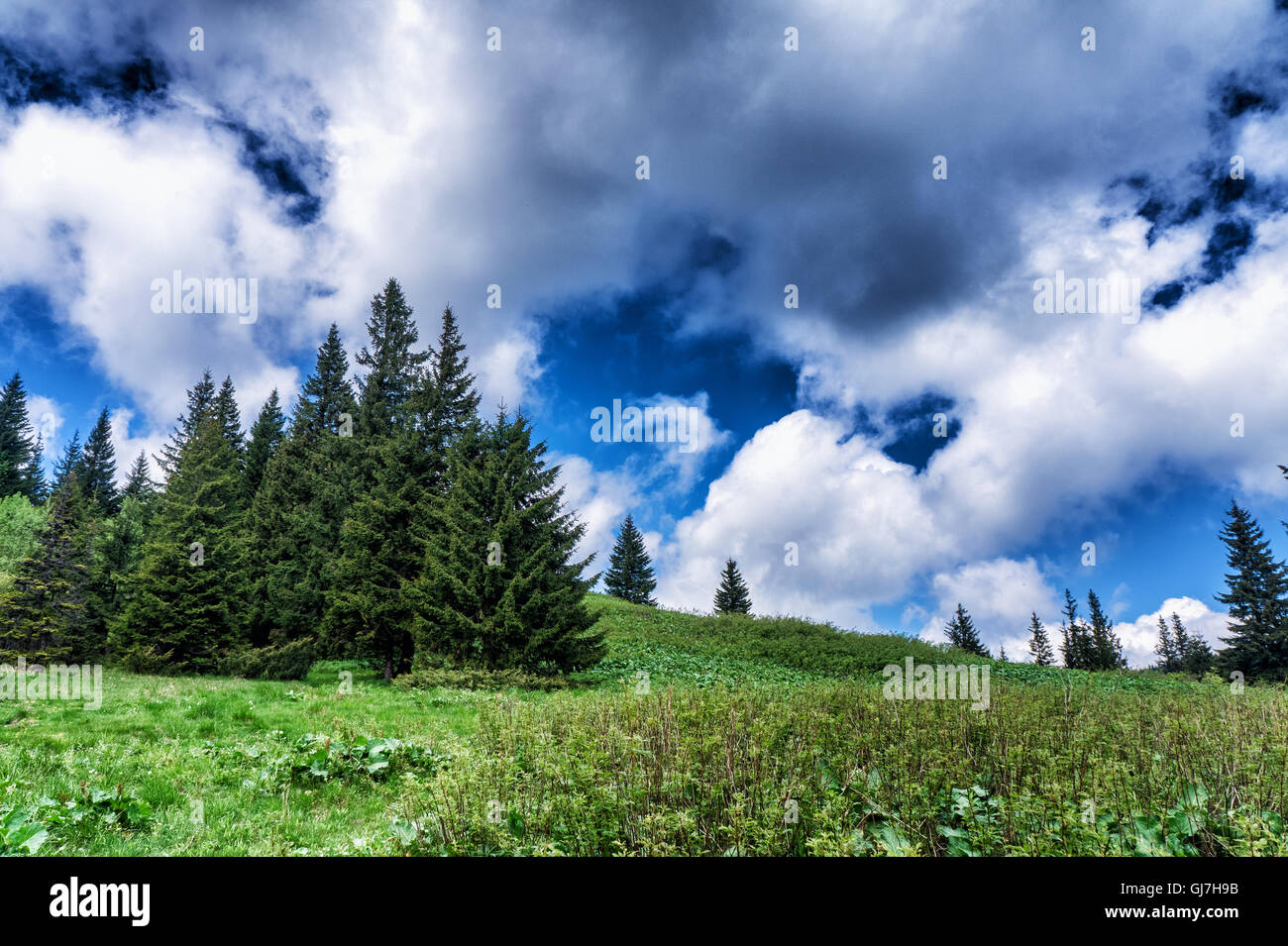 Mountain species on the route to Mount Hoverla Stock Photo - Alamy