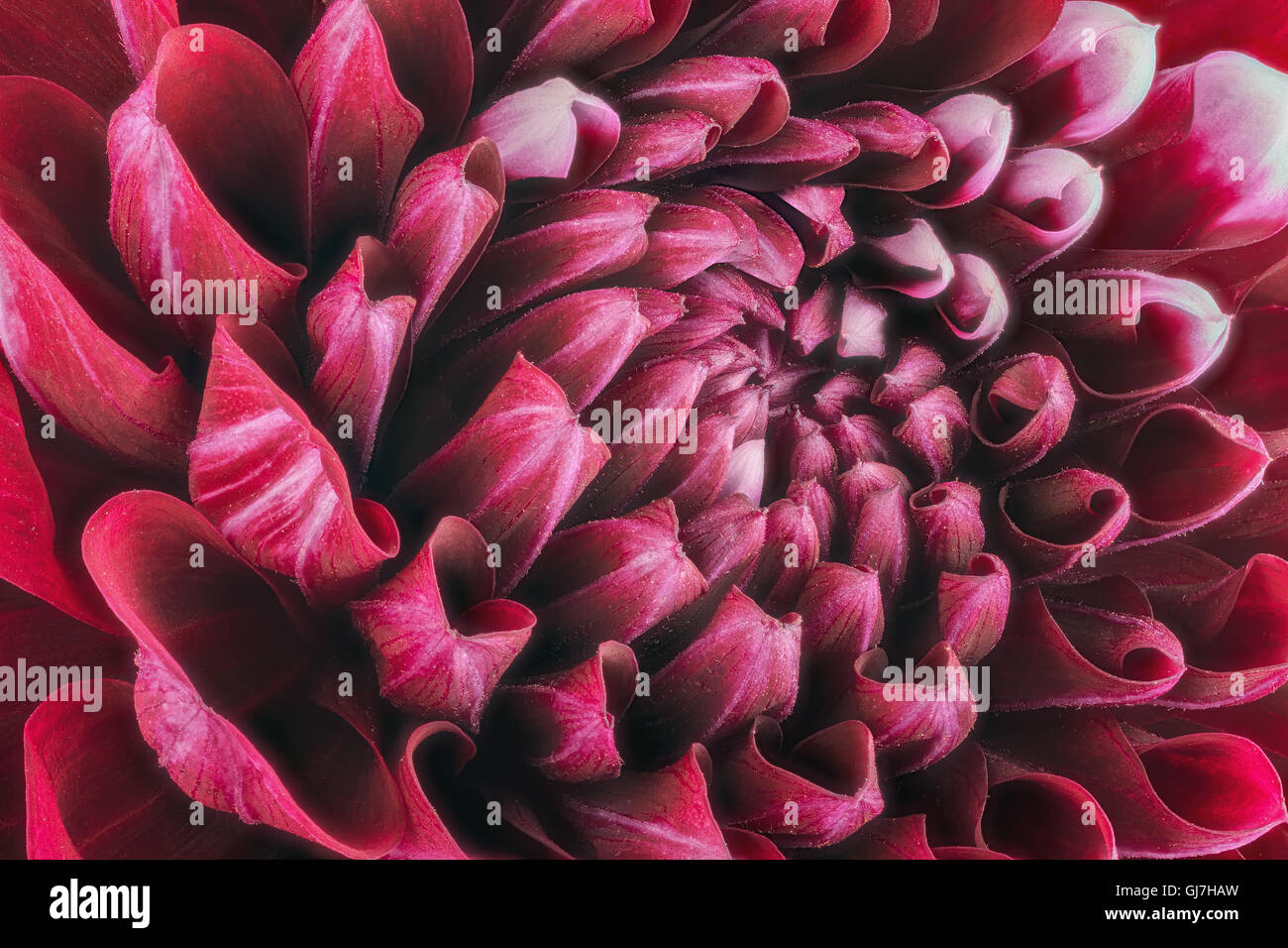 Dark red flower petals, macro of chrysanthemum Stock Photo - Alamy