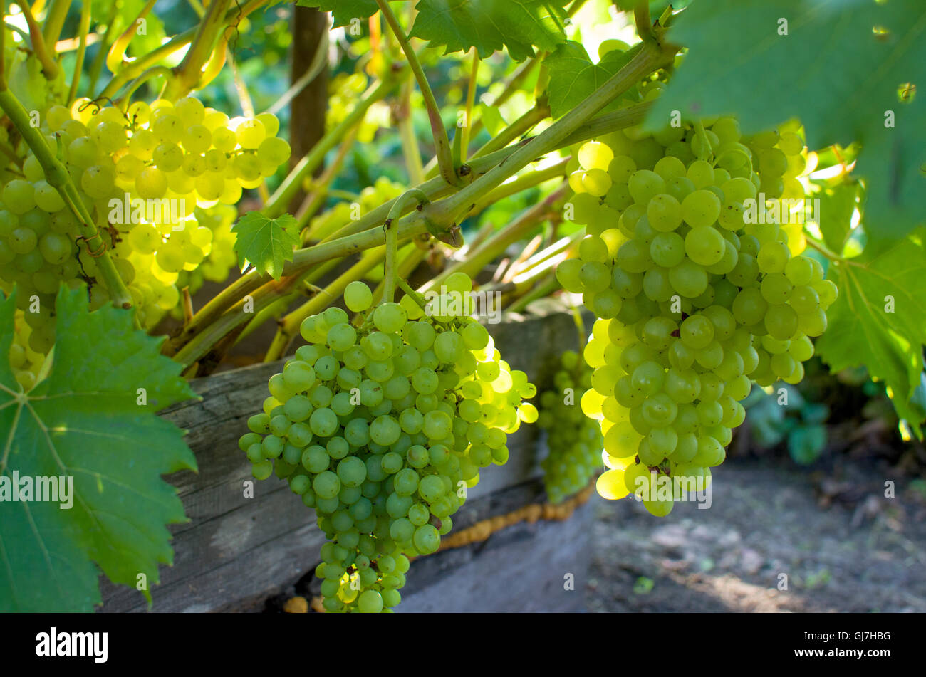 berry grapes ripe on bushes,food,a garden,a fruit,a dessert,the nature ...