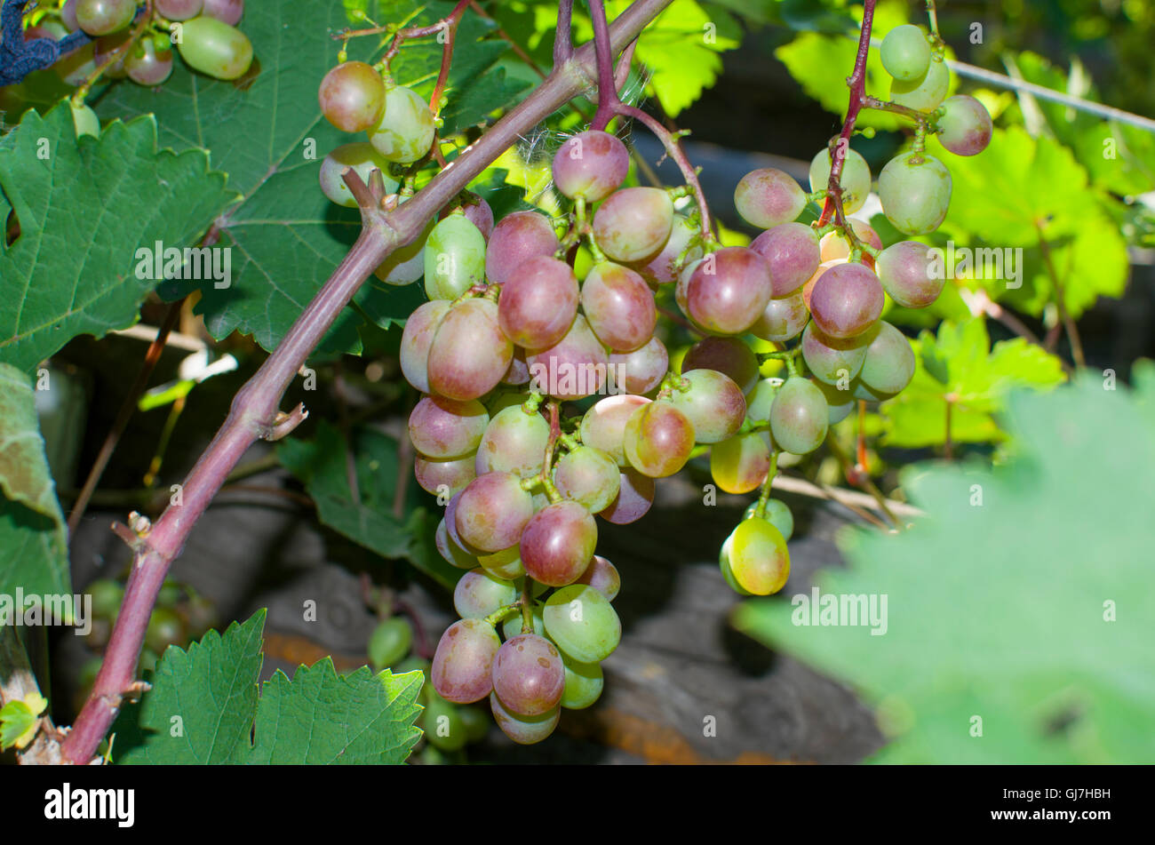 berry grapes ripe on bushes,food,a garden,a fruit,a dessert,the nature ...