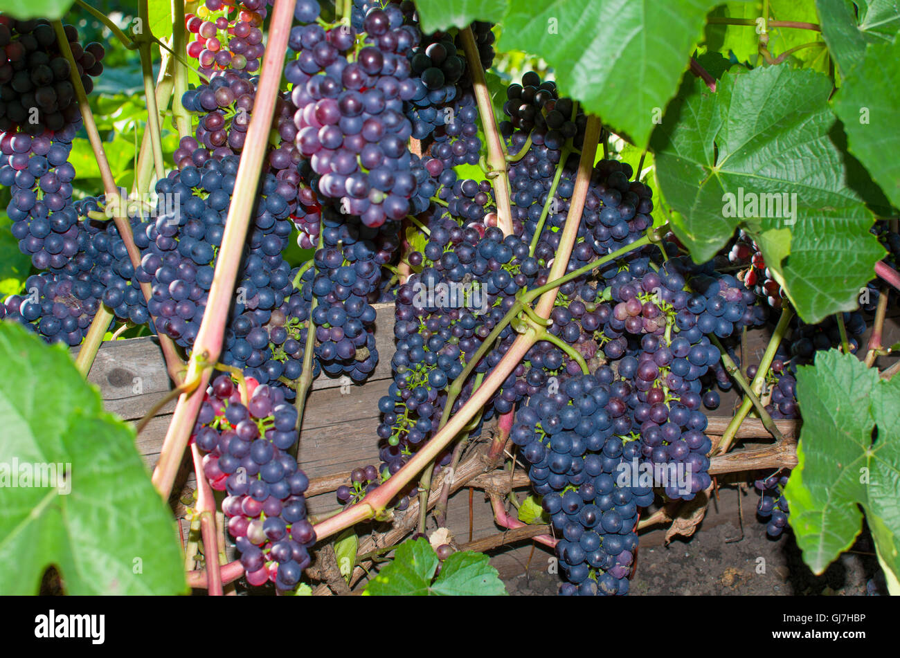 berry grapes ripe on bushes,food,a garden,a fruit,a dessert,the nature ...