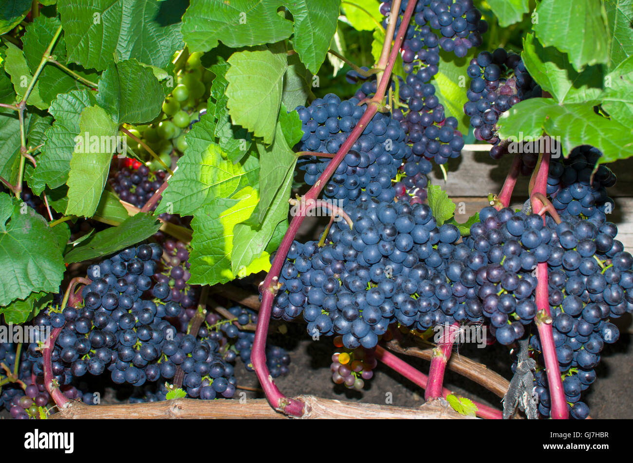 berry grapes ripe on bushes,food,a garden,a fruit,a dessert,the nature ...