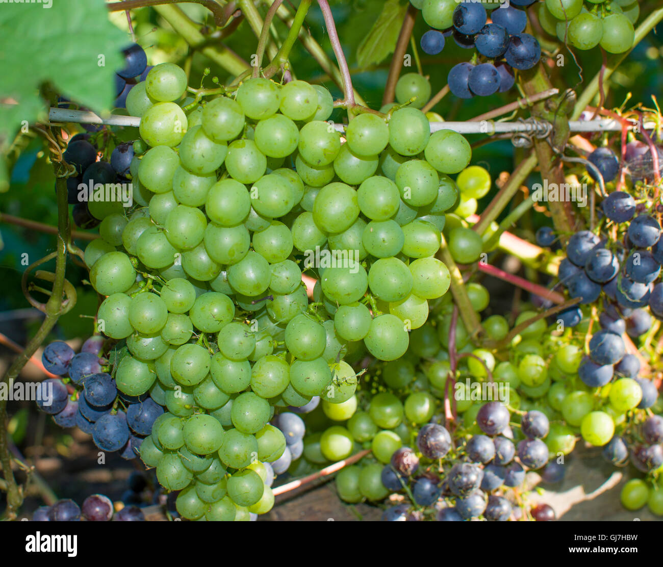 berry grapes ripe on bushes,food,a garden,a fruit,a dessert,the nature ...