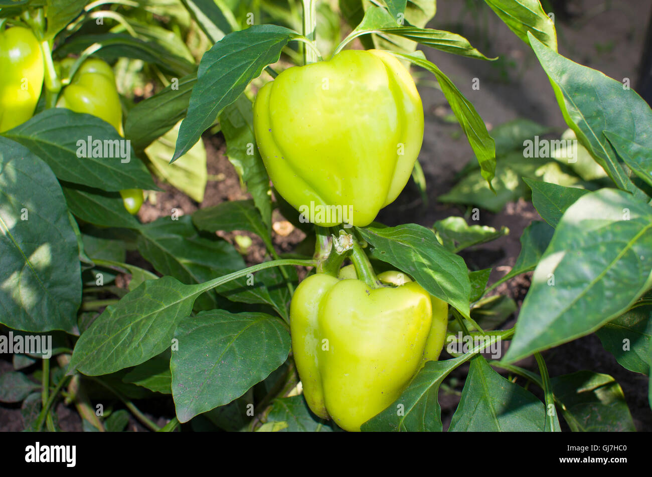 Bush pepper hi-res stock photography and images - Alamy