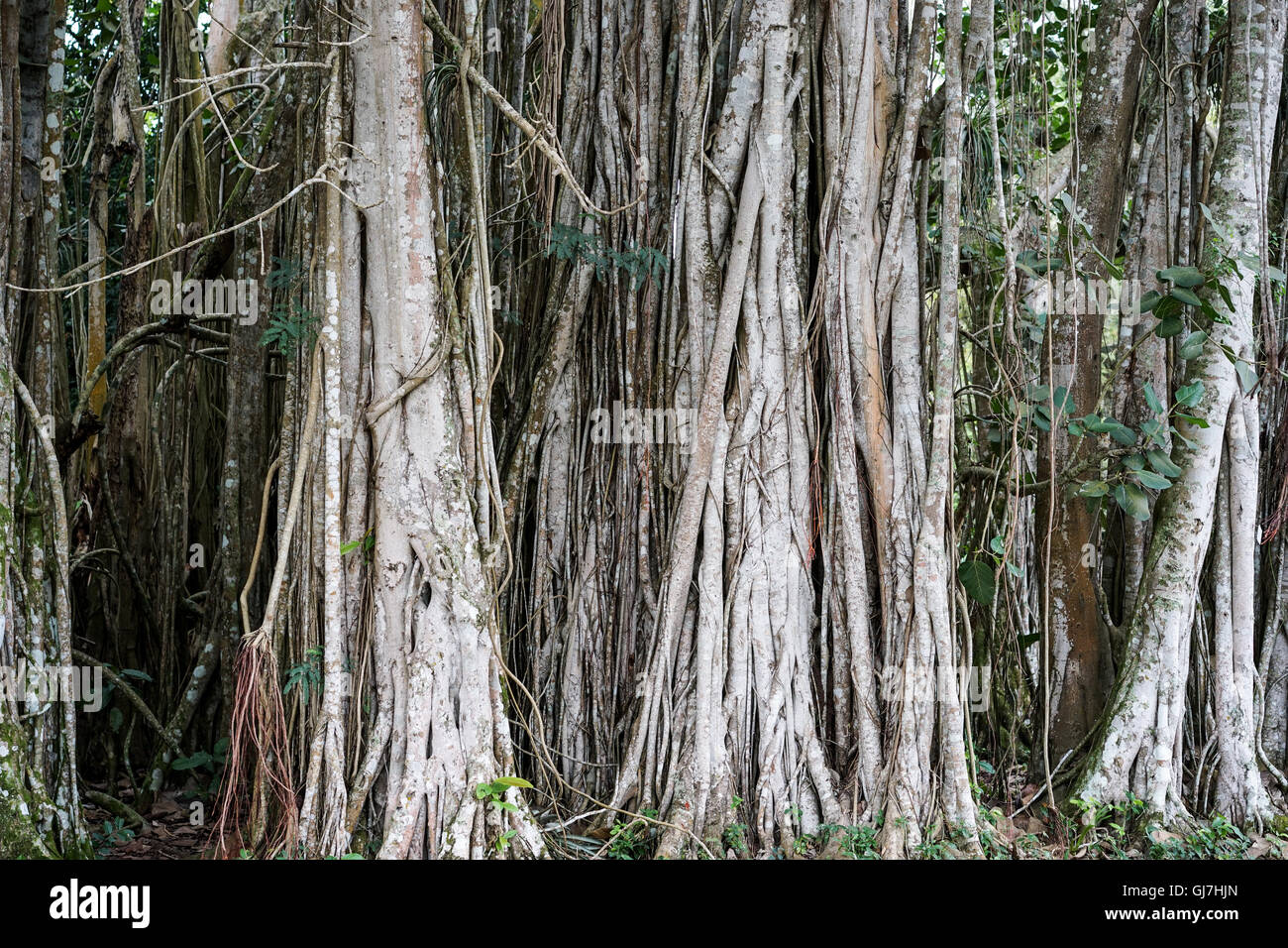 Banyan tree growes in the tropical Cuba Stock Photo - Alamy