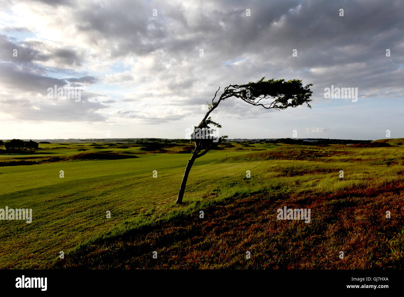 Single small tree in the landscape Stock Photo - Alamy