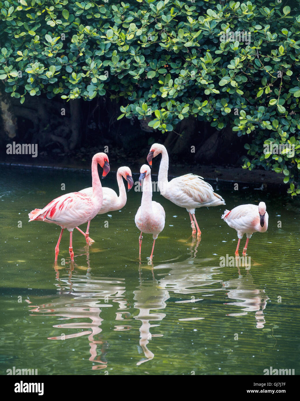 Wild animal in nature Stock Photo - Alamy