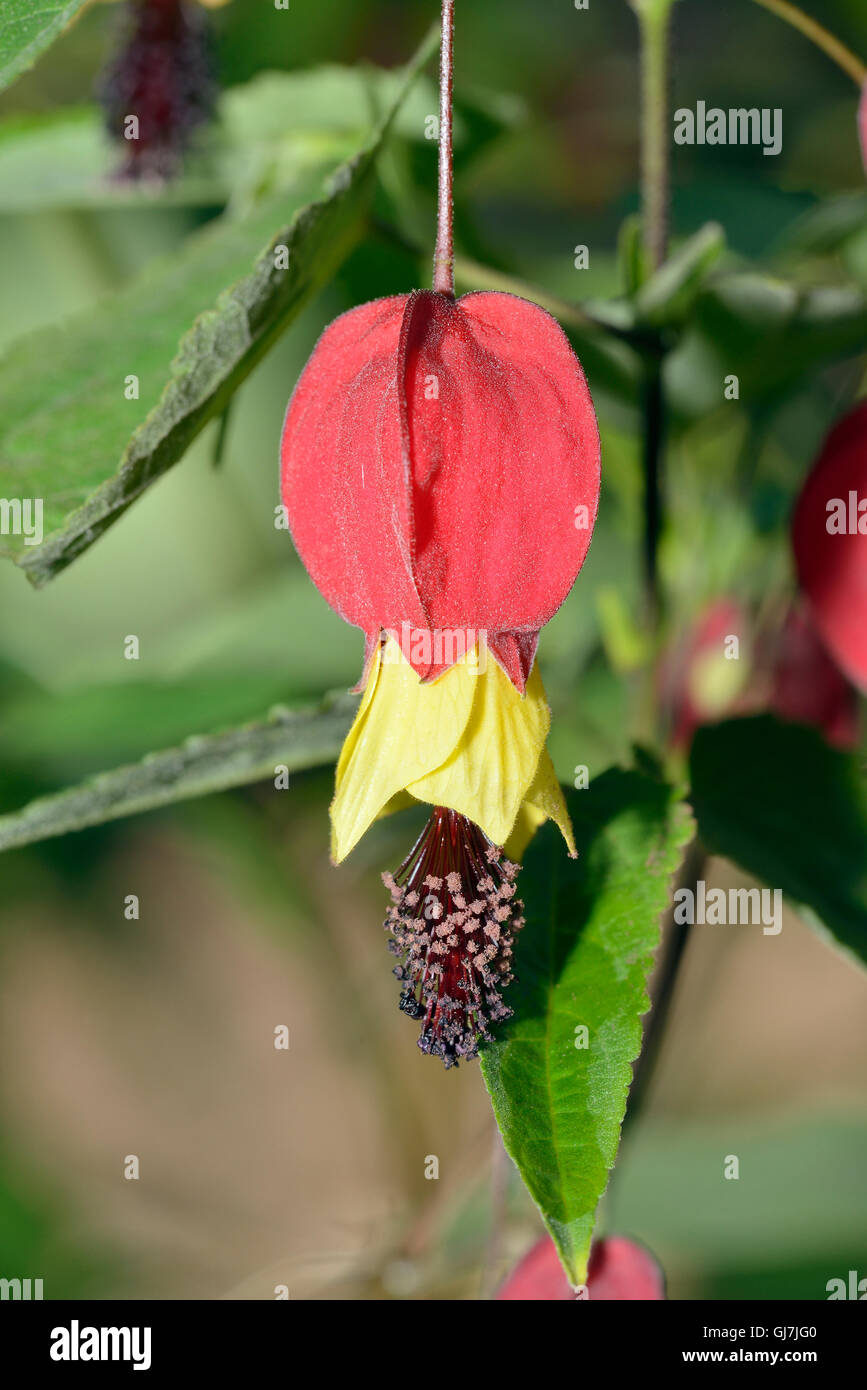 Trailing Abutilon - Abutilon megapotamicum From Argentina, Brazil and ...