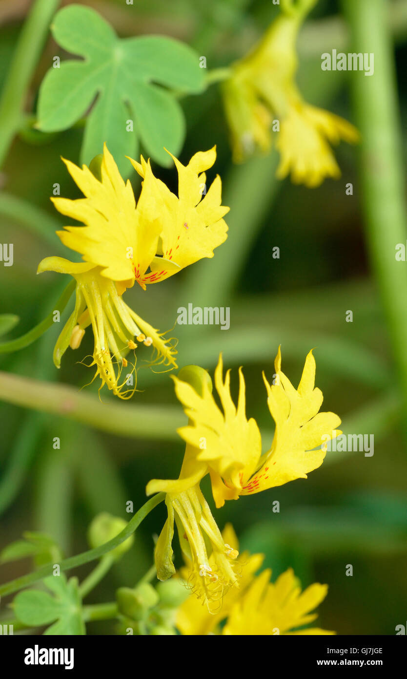 Canary Creeper or Canary Bird Vine - Tropaeolum peregrinum From Peru ...