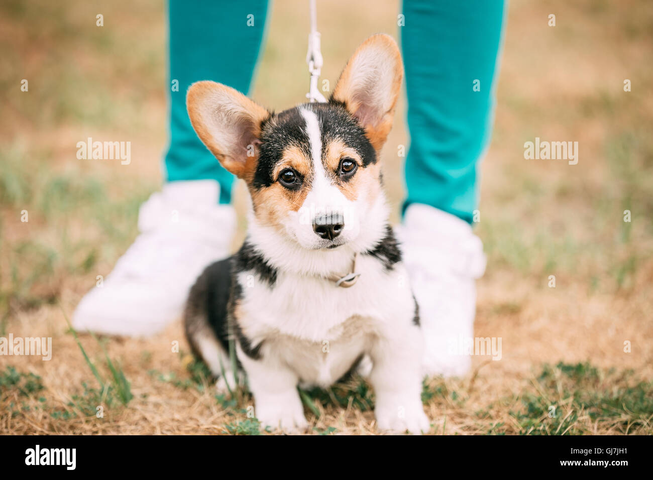 Welsh Corgi Dog Puppy Sitting At Feet Of Owner. The Welsh Corgi Is A ...