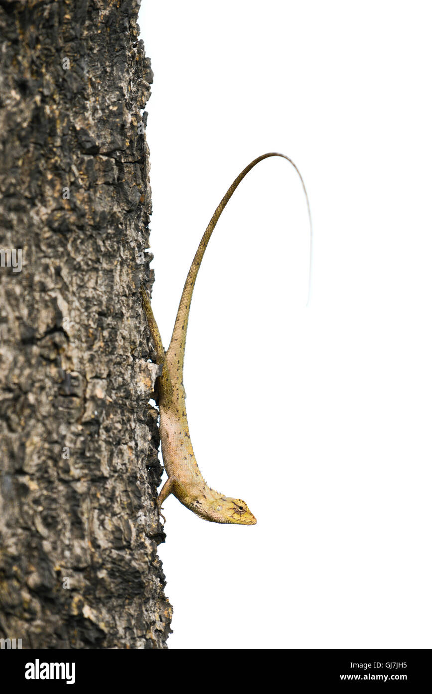 chameleon on tree Stock Photo - Alamy