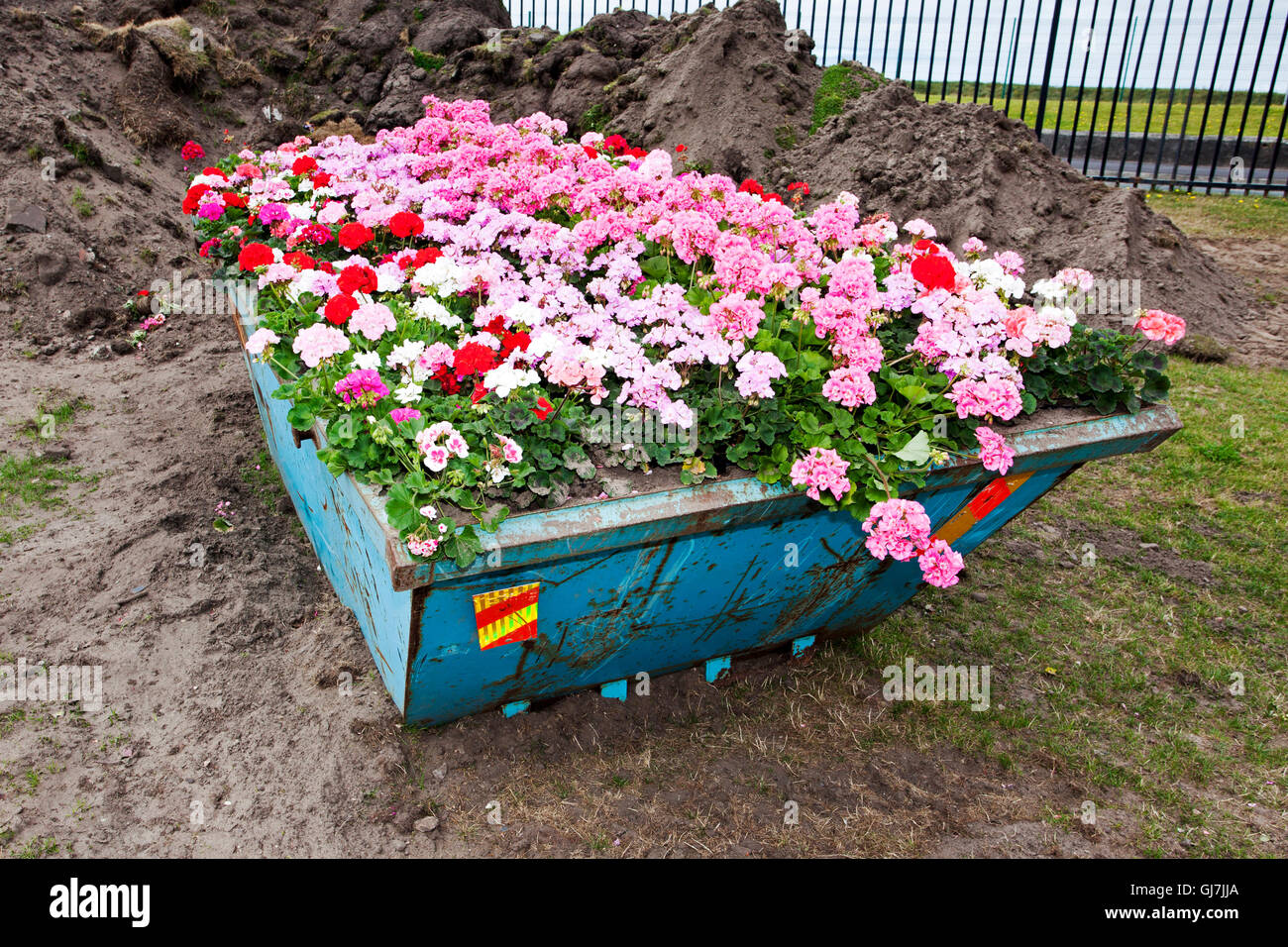 An unusual large scale planting of summer flowers, with Geraniums ...