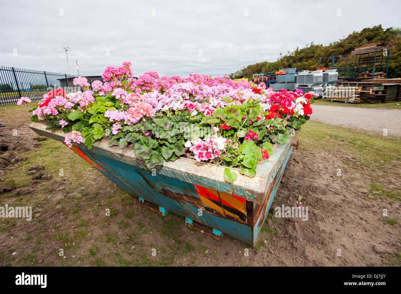 An unusual large scale planting of summer flowers, with Geraniums ...