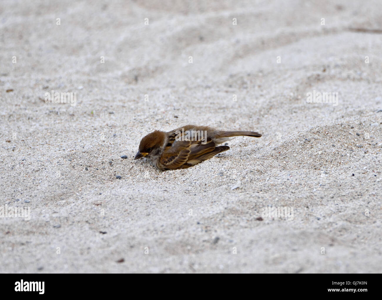 Eurasian Tree Sparrow playing at the Sand Stock Photo - Alamy
