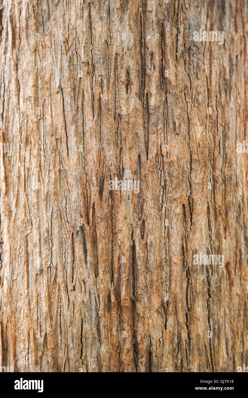 Teak bark hi-res stock photography and images - Alamy