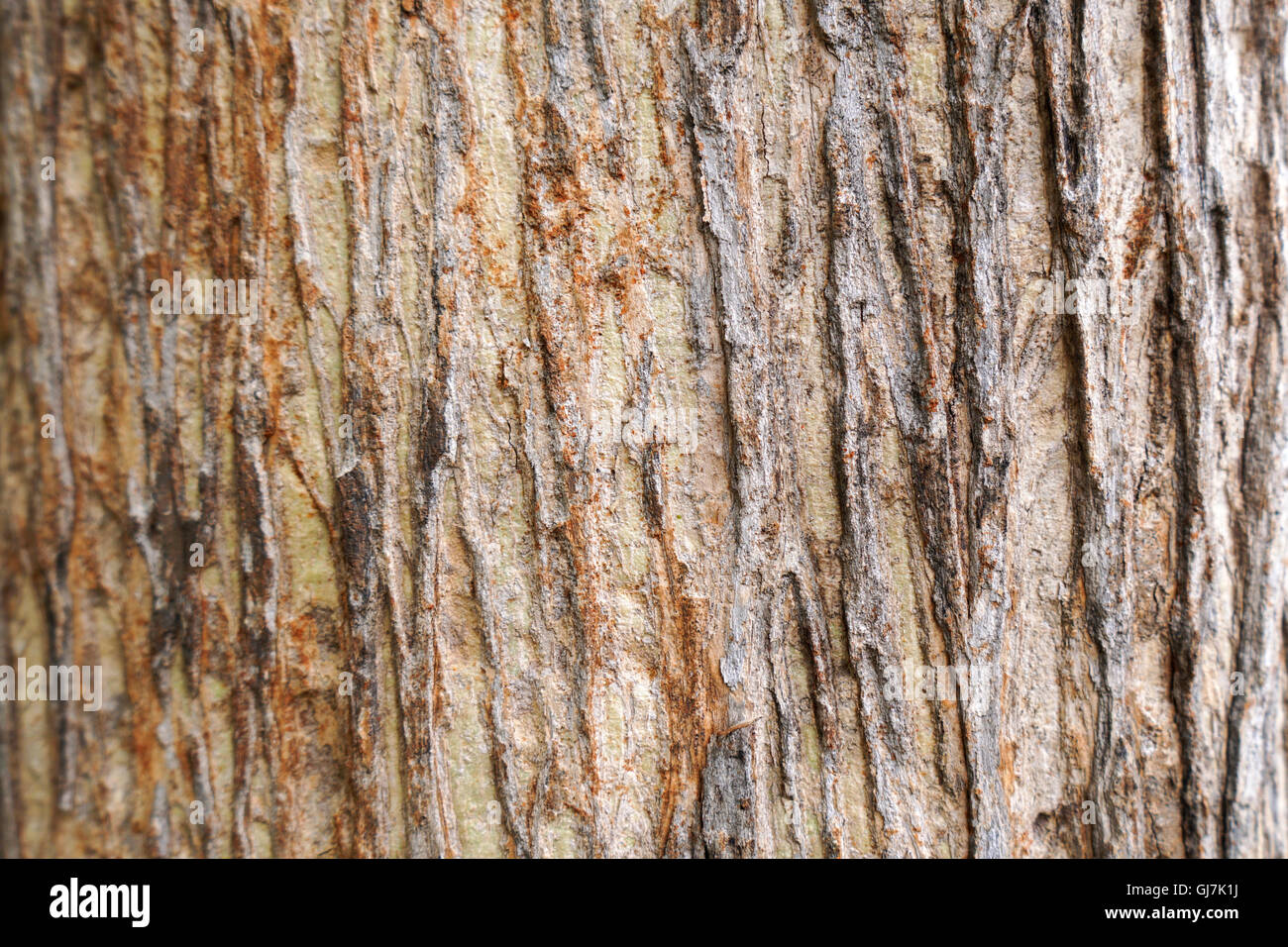 Teak tree trunk hi-res stock photography and images - Alamy