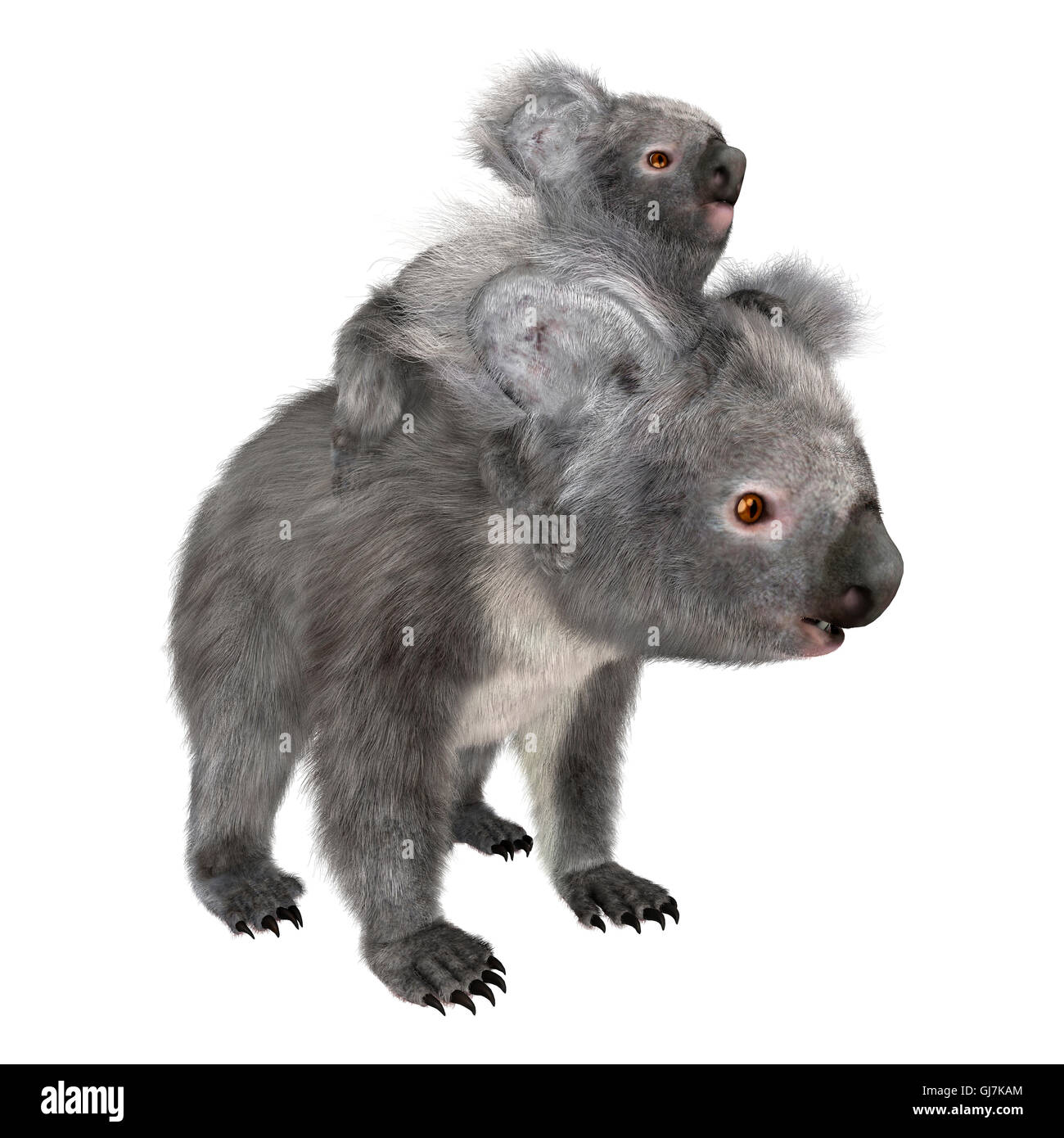 3D rendering of koala bears isolated on white background Stock Photo ...