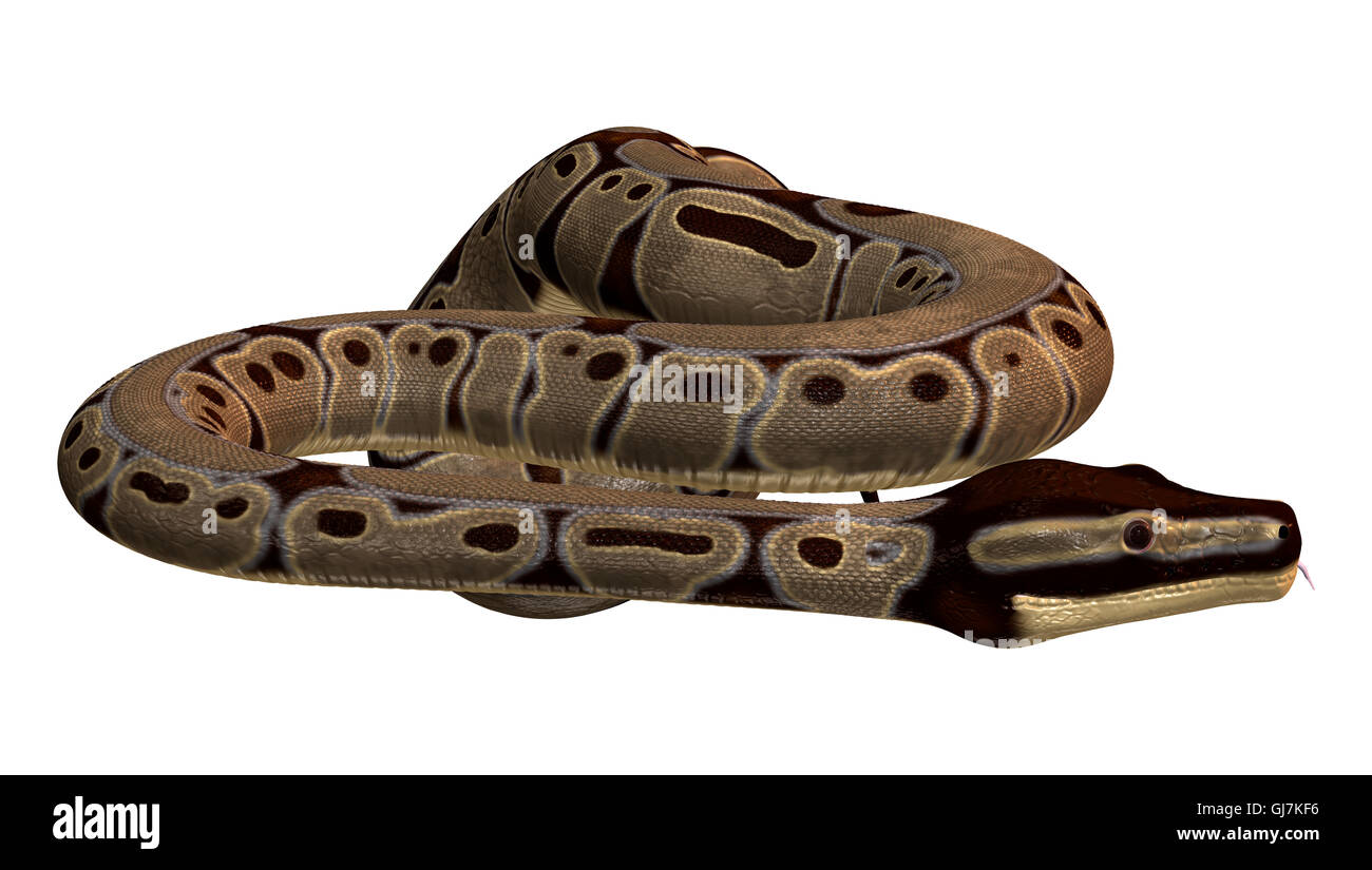 3D rendering of a ball python or python regius isolated on white ...