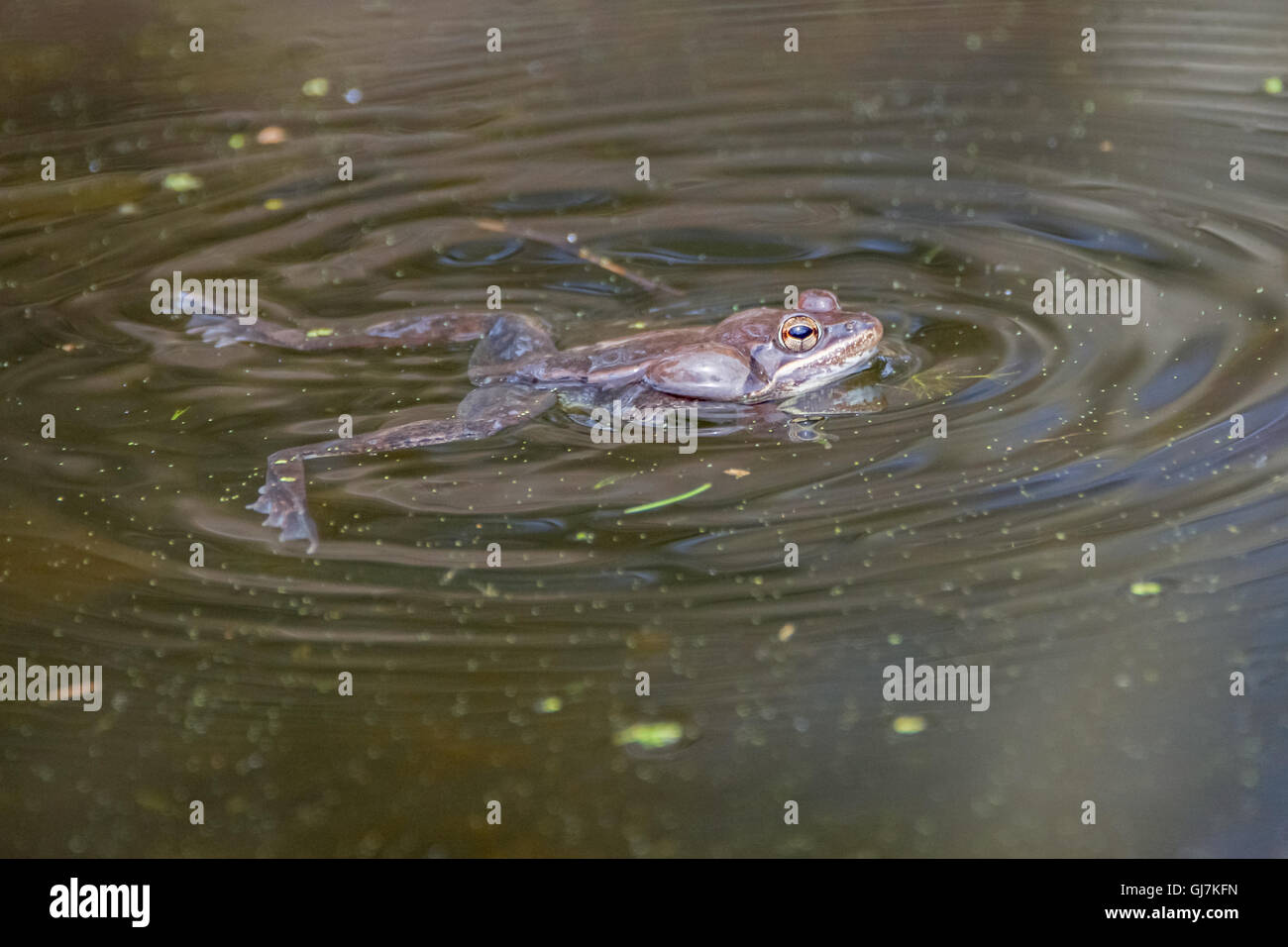 Frog Calls Photo by: Michael Seip Photography Stock Photo - Alamy
