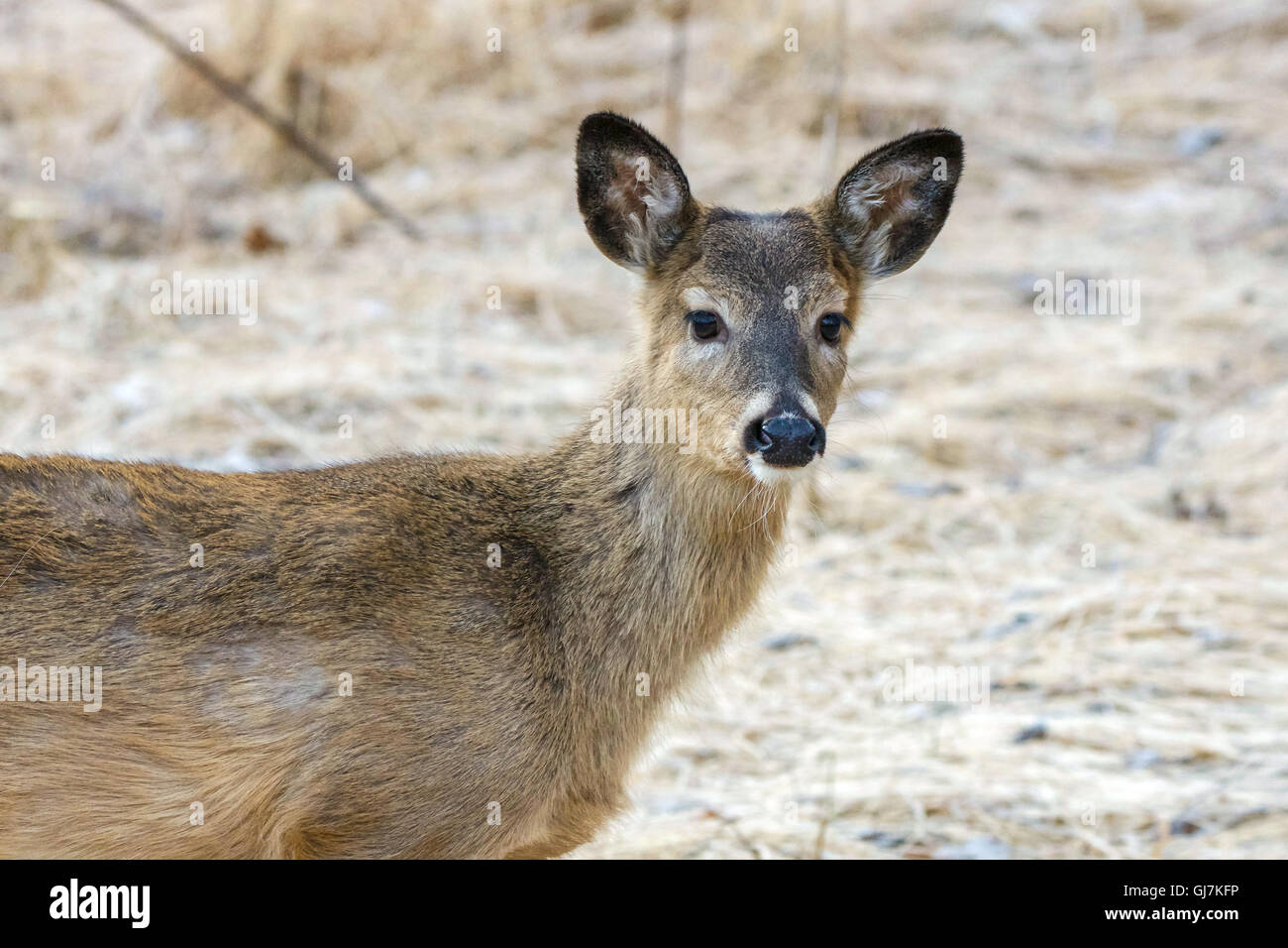 Teenage Whitetail Photo by: Michael Seip Photography Stock Photo - Alamy