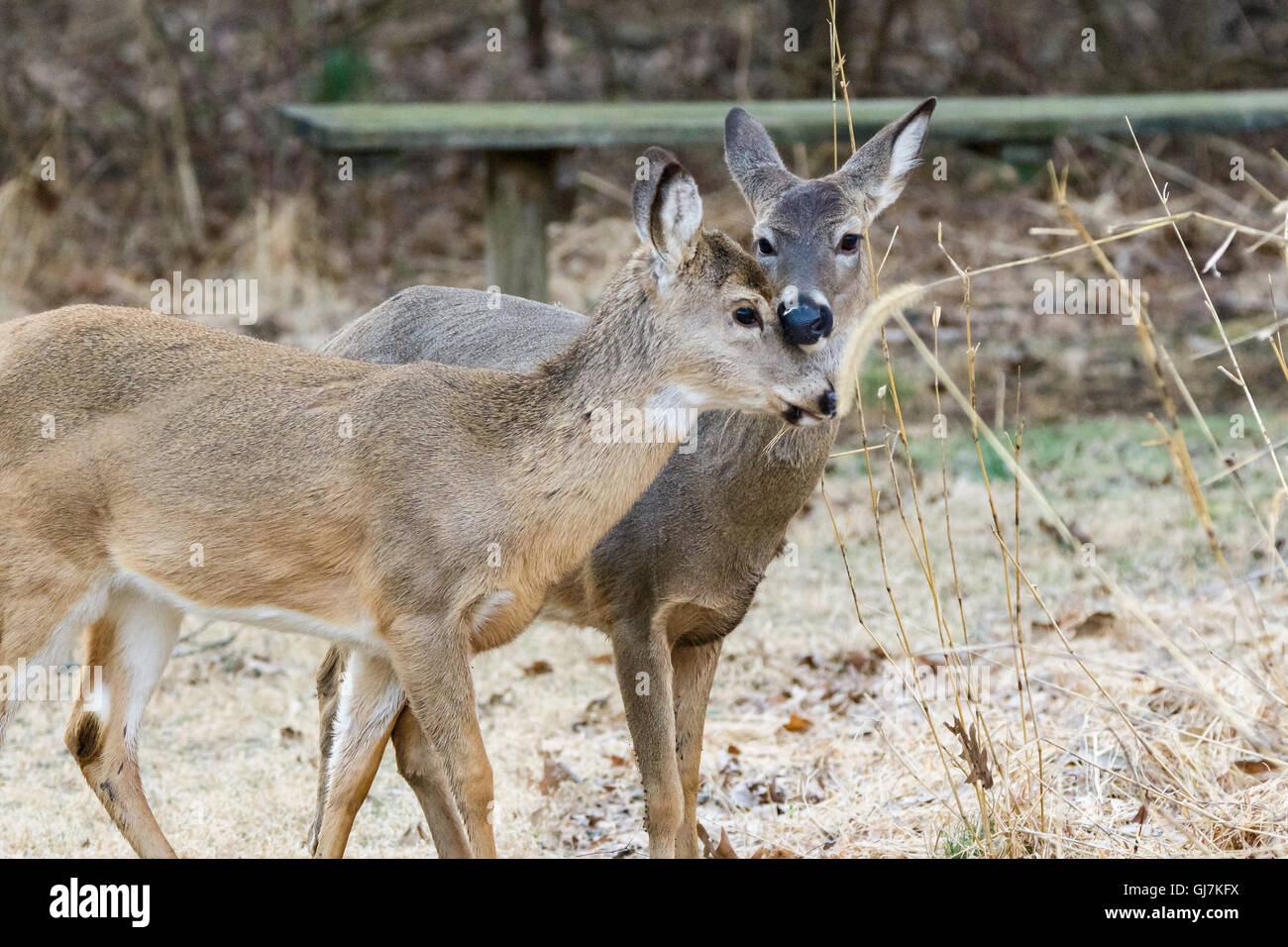Fawn and Doe Snuggles Photo by: Michael Seip Photography Stock Photo ...