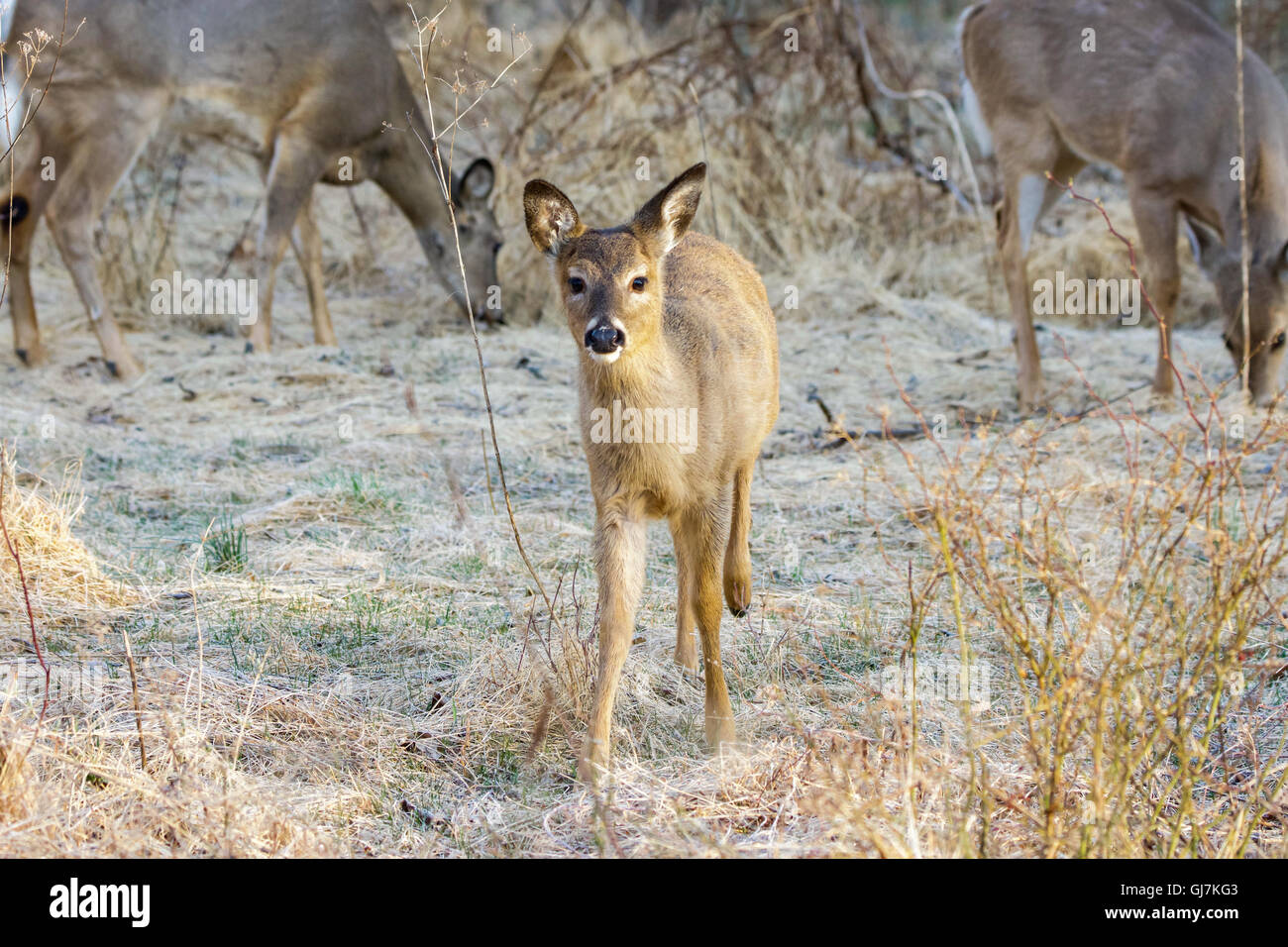 Wandering Whitetail Fawn Photo by: Michael Seip Photography Stock Photo ...