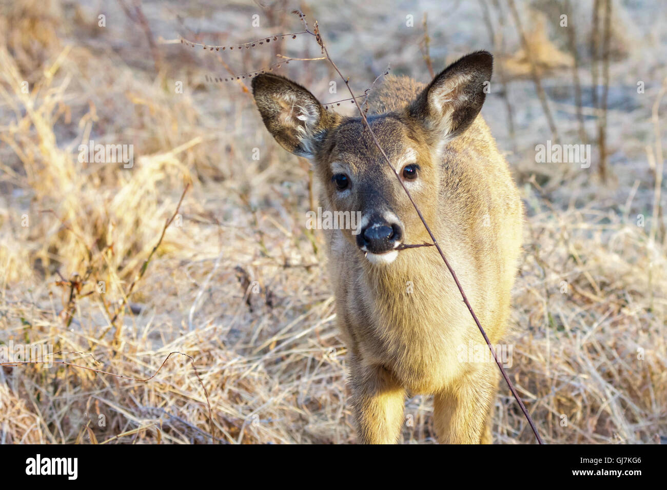 Whitetail Fawn Snack Photo by: Michael Seip Photography Stock Photo - Alamy