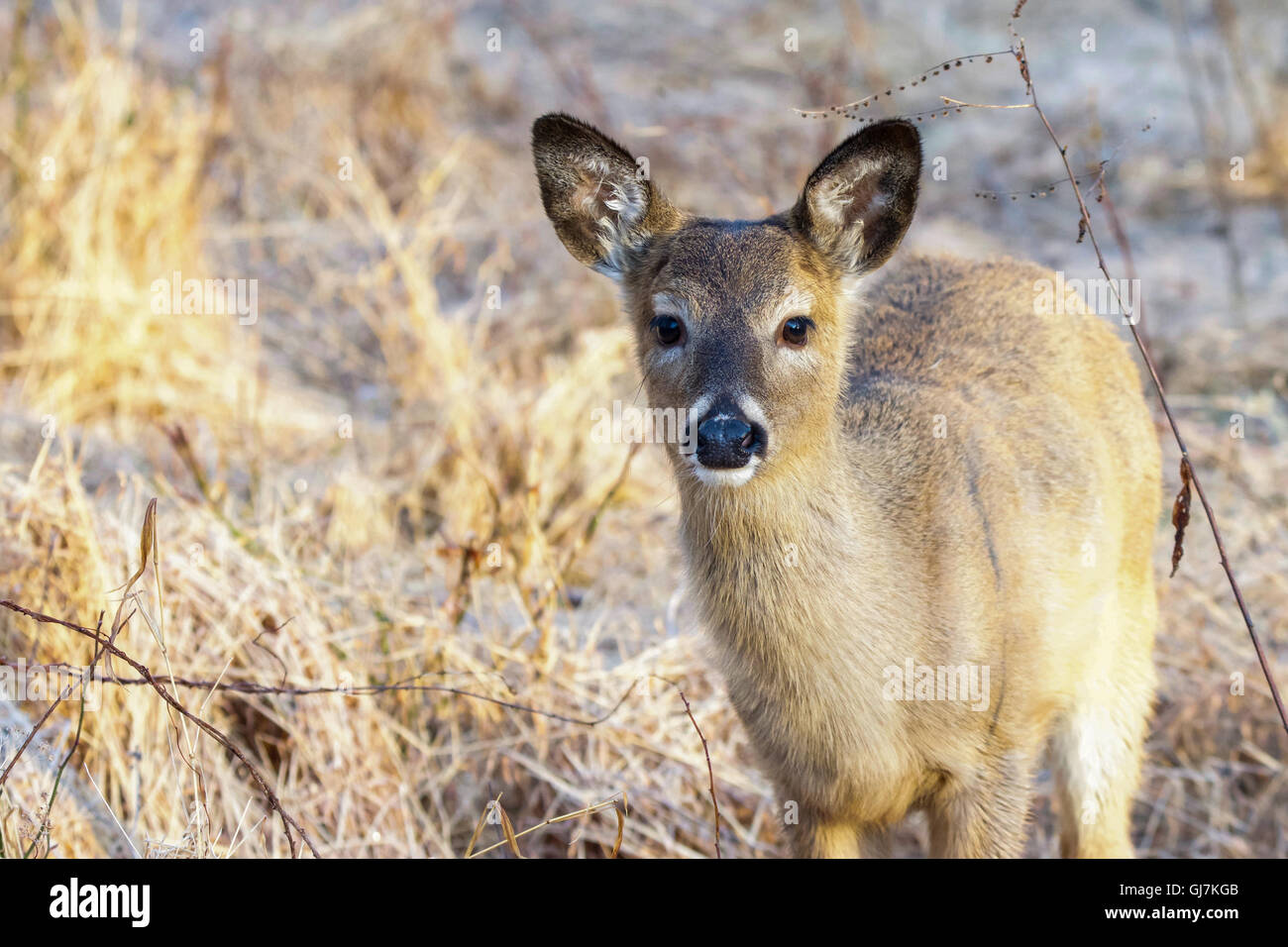 Teenage Fawn Looking On Photo by: Michael Seip Photography Stock Photo ...