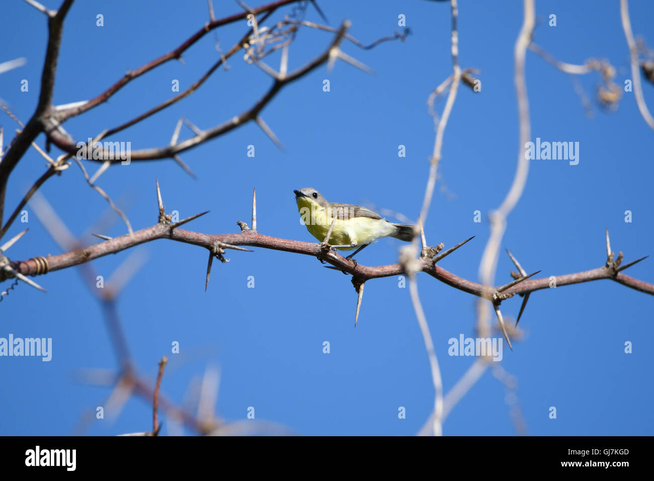 Golden bellied flyeater hi-res stock photography and images - Alamy