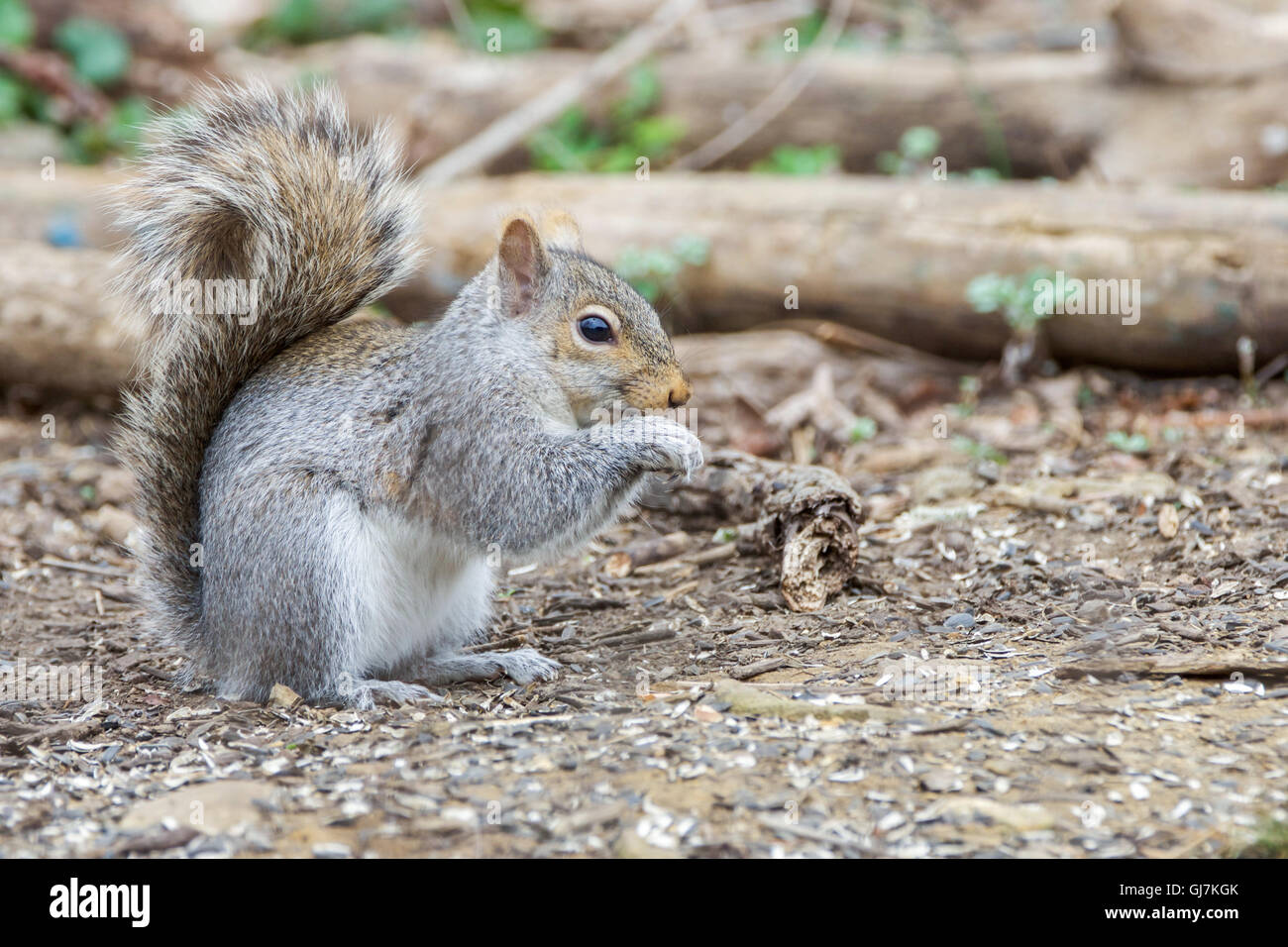 Gray Squirrel Seed Snack Photo by: Michael Seip Photography Stock Photo ...