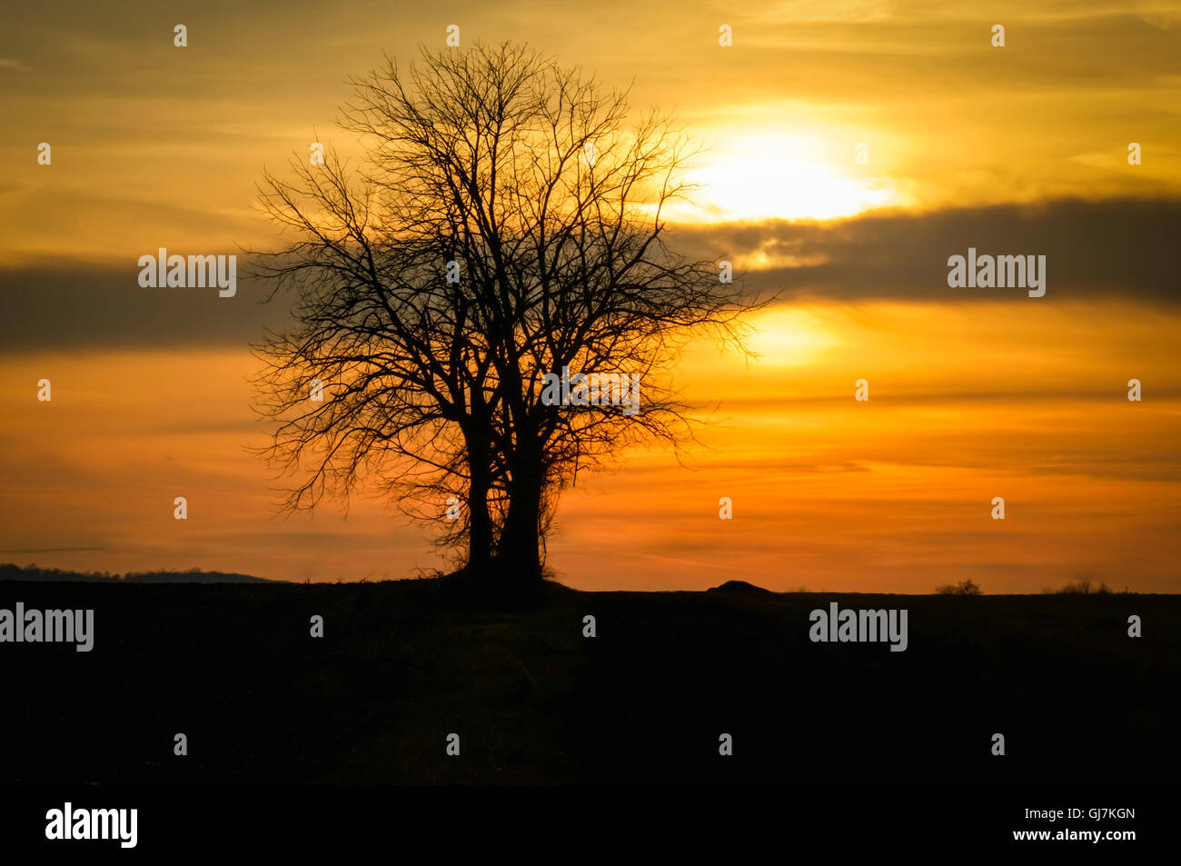 Sunset Tree Photo by: Michael Seip Photography Stock Photo - Alamy