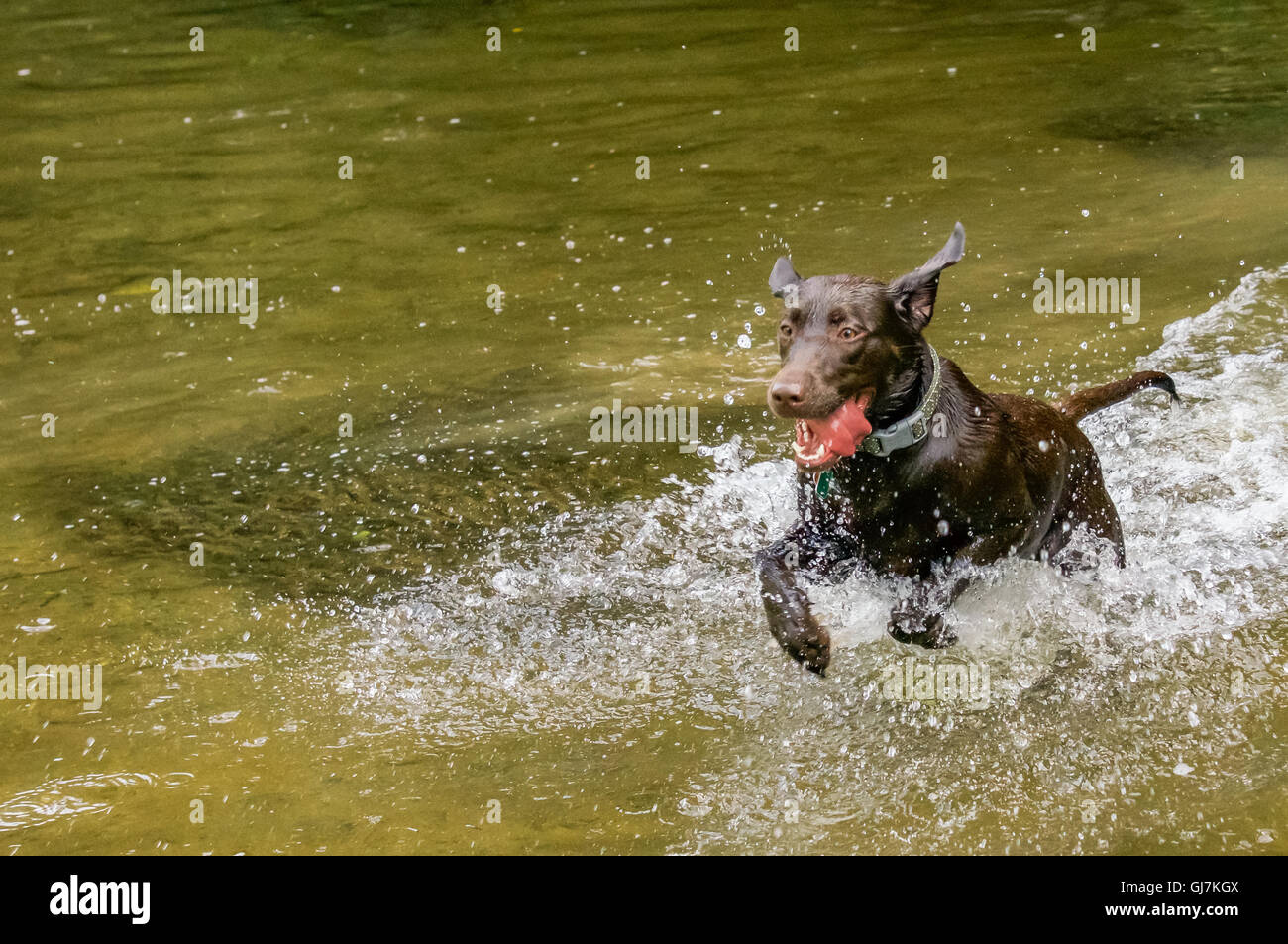 Happy Lab Splashing in a River Photo by: Michael Seip Photography Stock ...