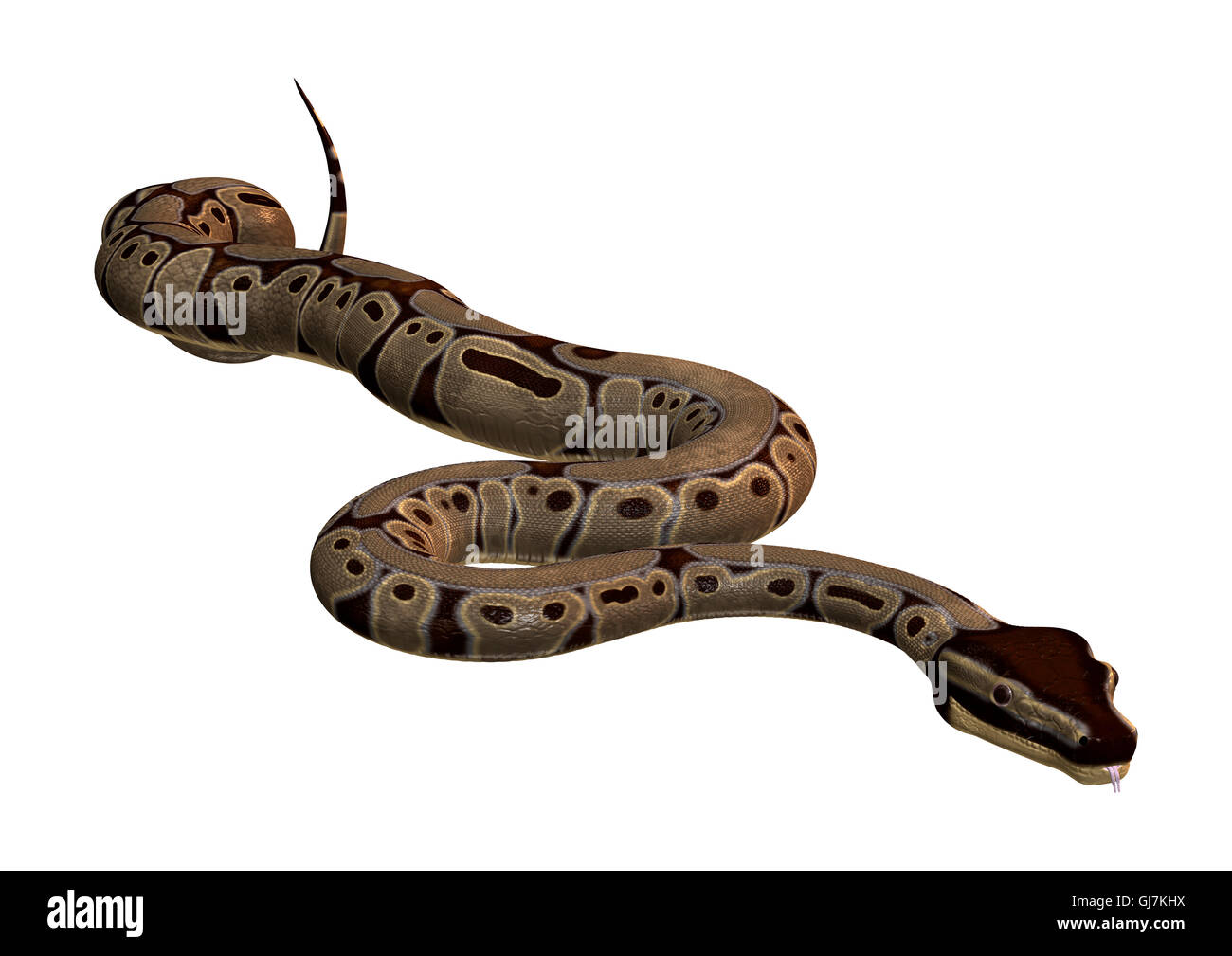 3D rendering of a ball python or python regius isolated on white ...