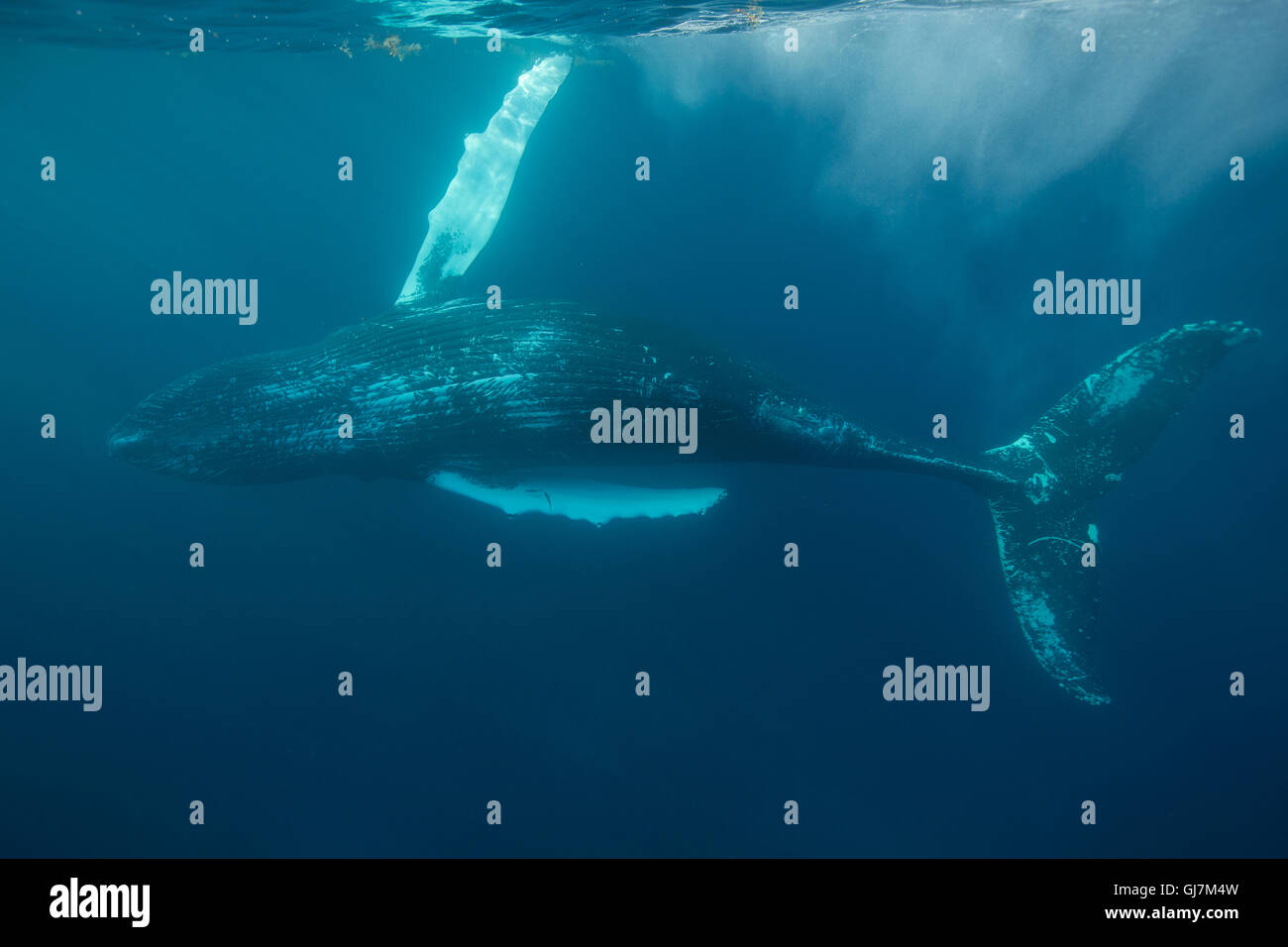 A Humpback whale plays under the surface of the Atlantic Ocean. This ...