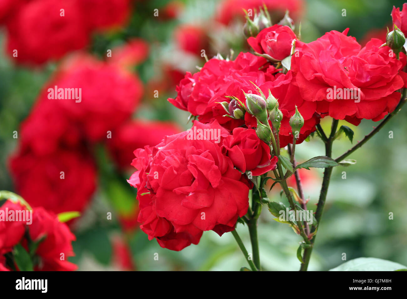 roses spring scene Stock Photo - Alamy