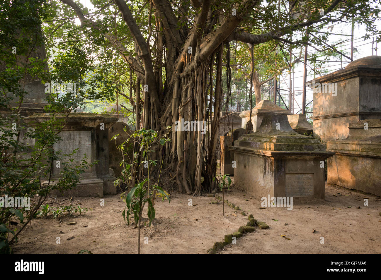A banyan tree near graves in Park Street Cemetery, Kolkata, India Stock ...