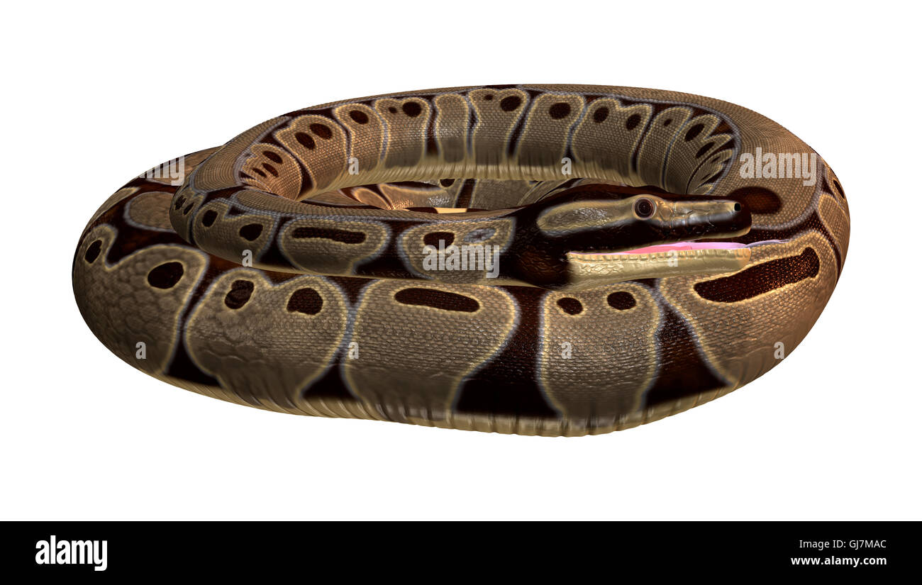 3D rendering of a ball python or python regius isolated on white ...