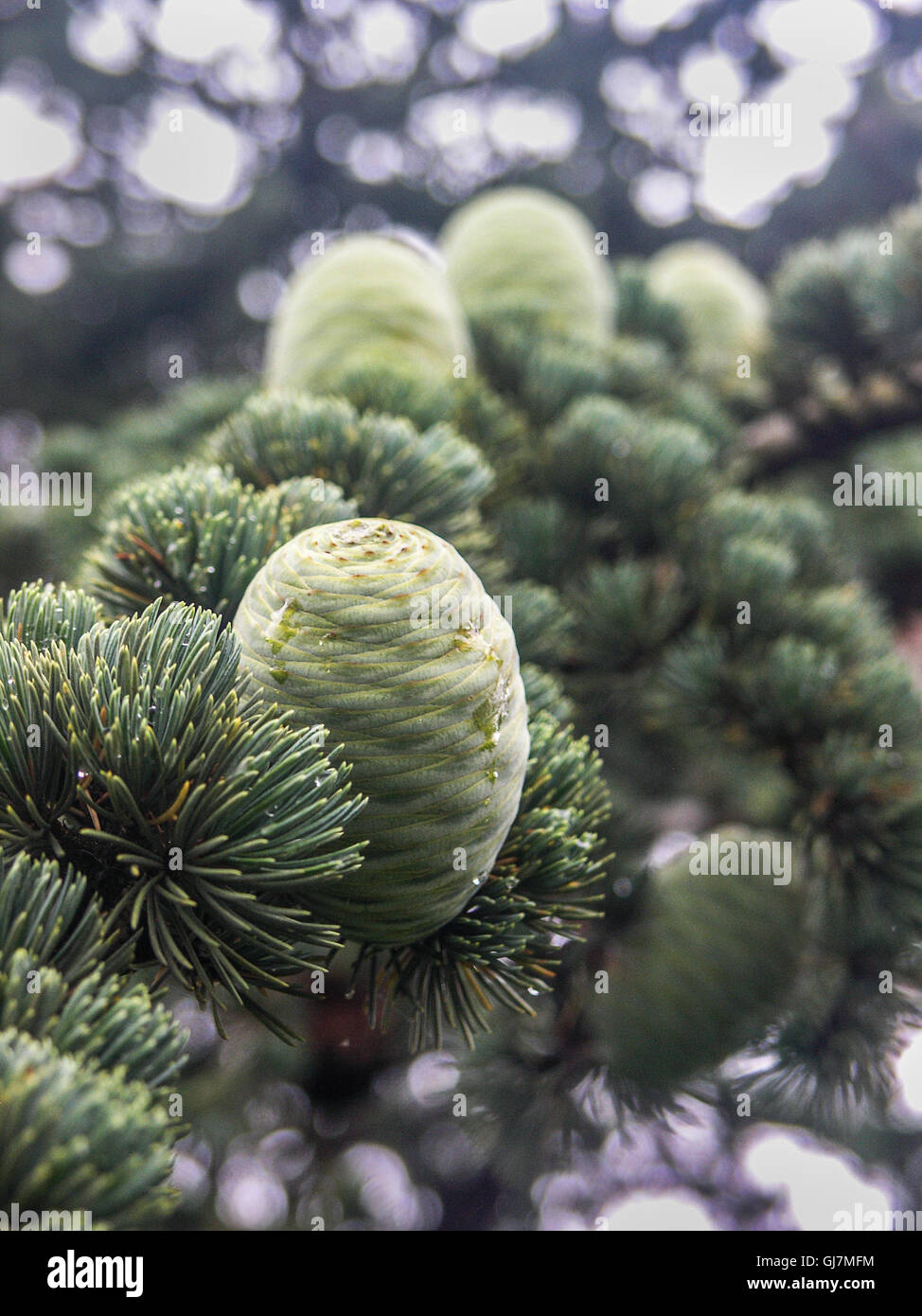 This is a close up of conifer cones revealing the finer details of ...