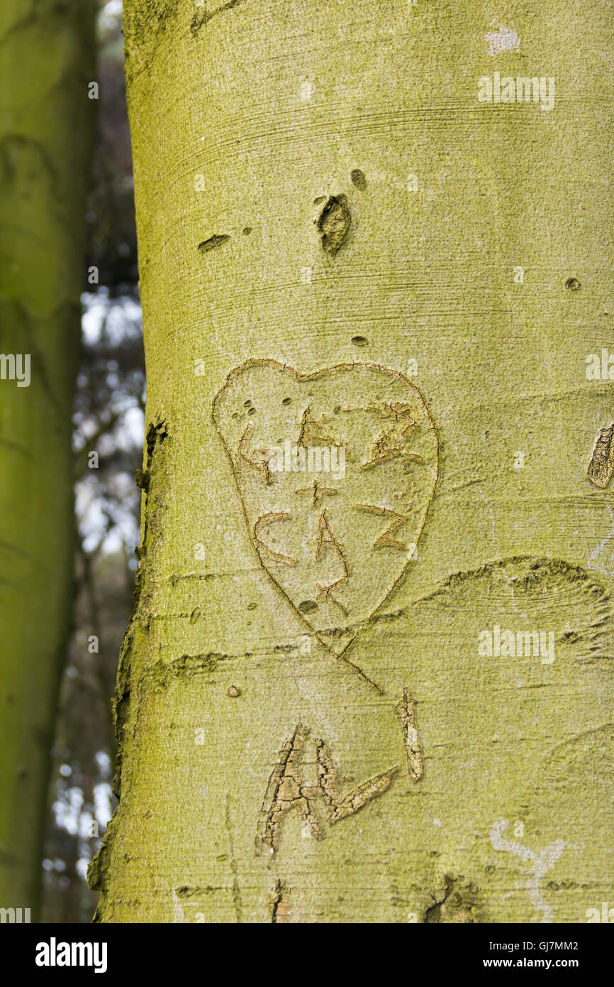 Love heart for Gaz + Caz, carved into tree bark in woodland in ...