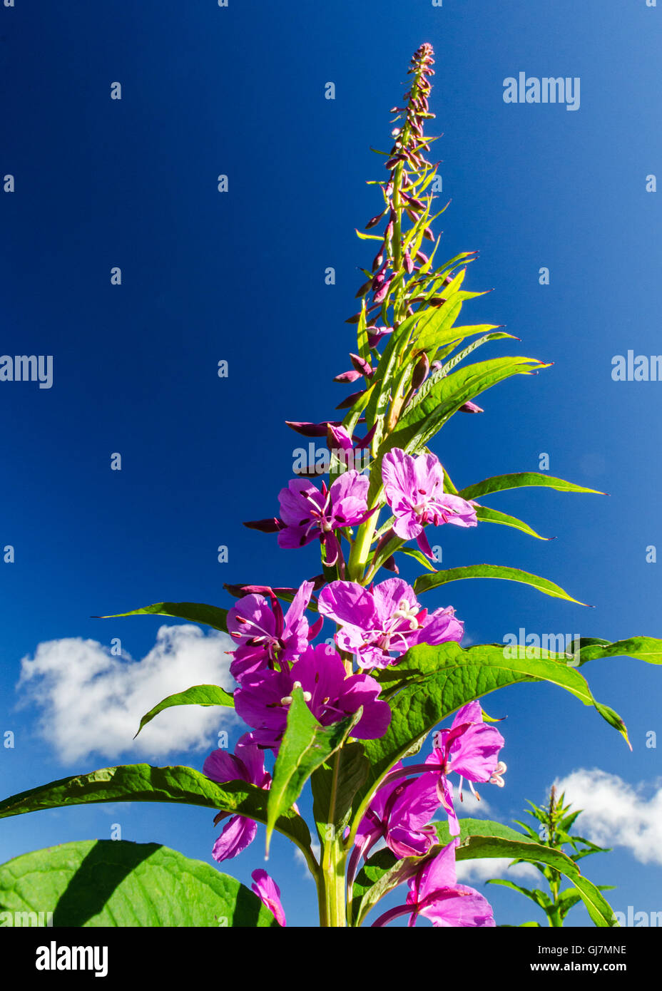 Fireweed marks high summer in Alaska. This one is highlighted against a ...