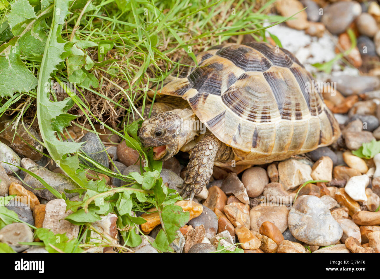 Mediterranean Spur-thighed Tortoise (Testudo graeca). Captive bred ...