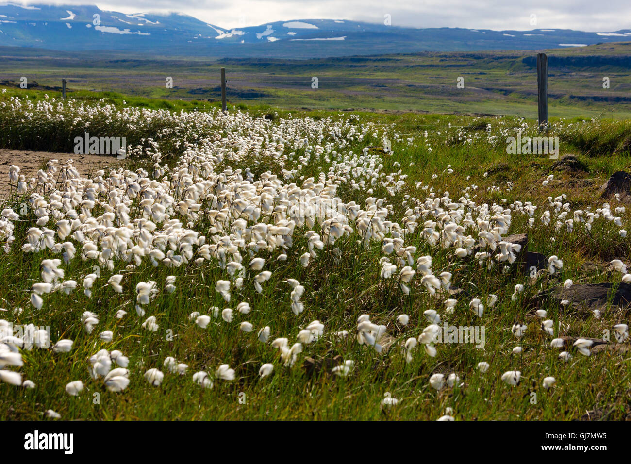 Peninsula Snaefellsnes, cotton grass Stock Photo - Alamy