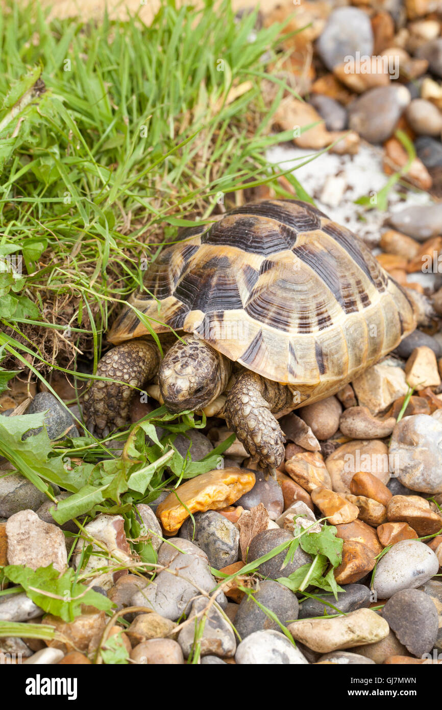 Mediterranean Spur-thighed Tortoise (Testudo graeca). Captive bred ...