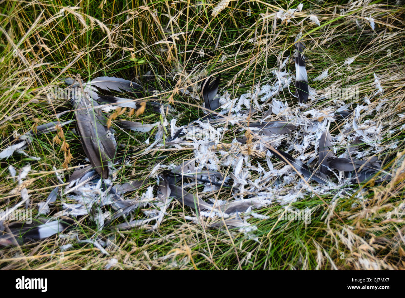 Bird feathers in long grass, bird was prey for hunting animal Stock ...
