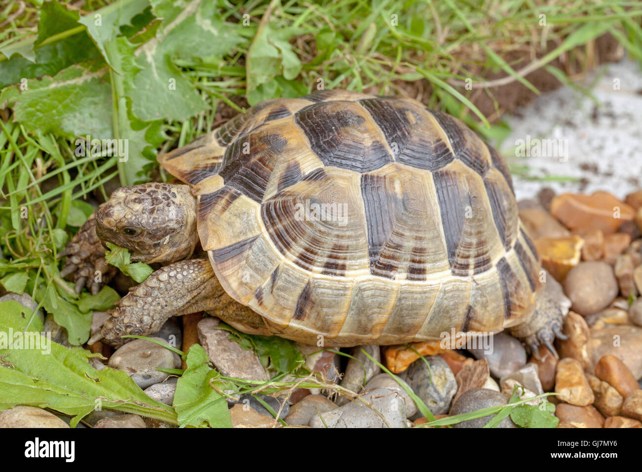 Mediterranean Spur-thighed Tortoise (Testudo graeca). Captive bred ...