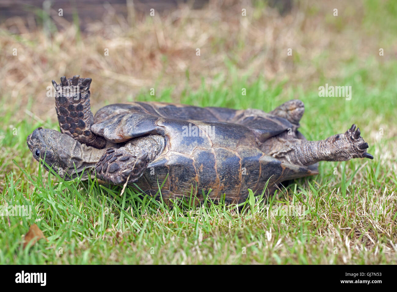 Mediterranean Spur-thighed Tortoise (Testudo graeca). Righting reflex ...